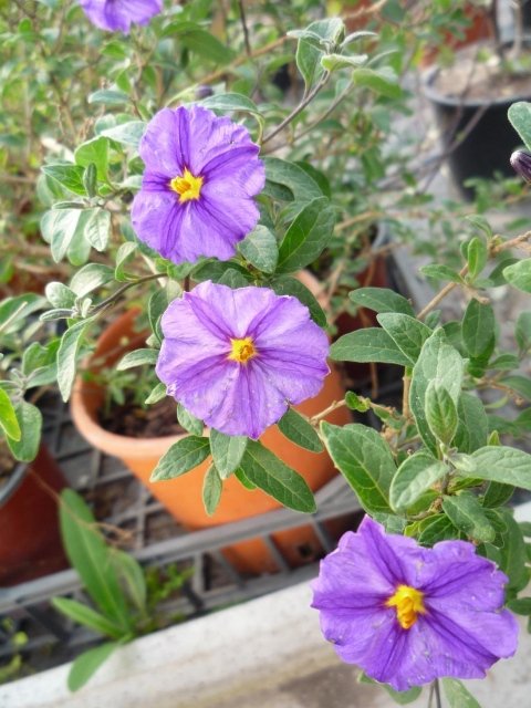 Vivaio| Riva del Garda | Artegiardino Vivaio Magnolia