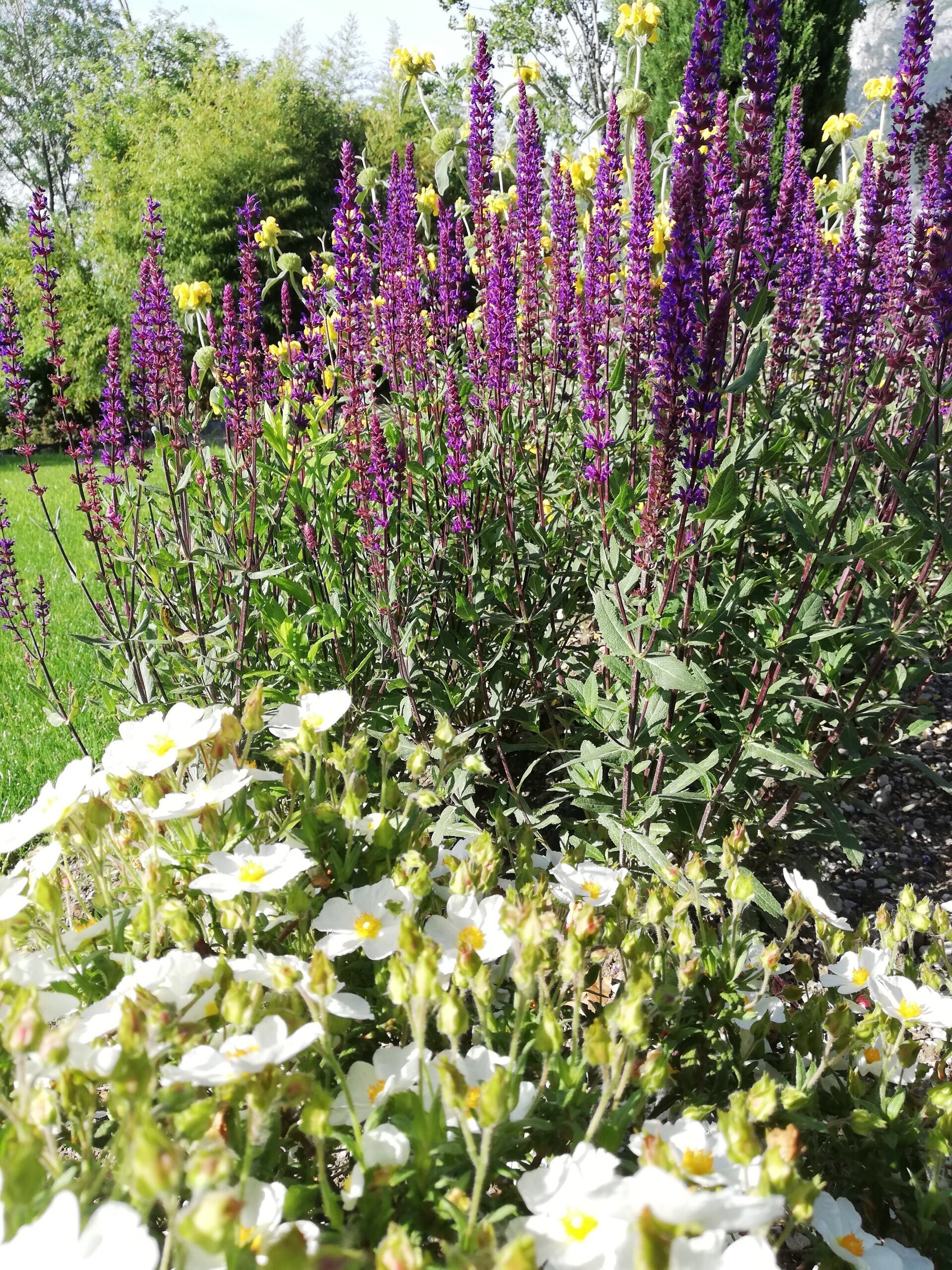 Vivaio| Riva del Garda | Artegiardino Vivaio Magnolia