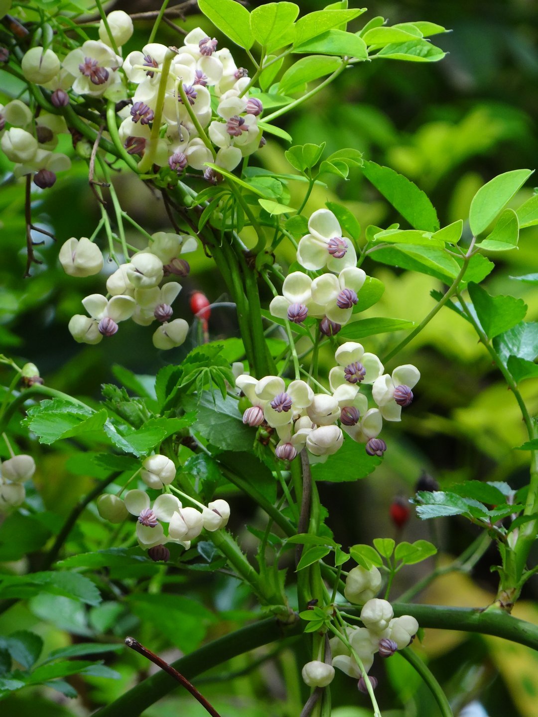 Vivaio| Riva del Garda | Artegiardino Vivaio Magnolia