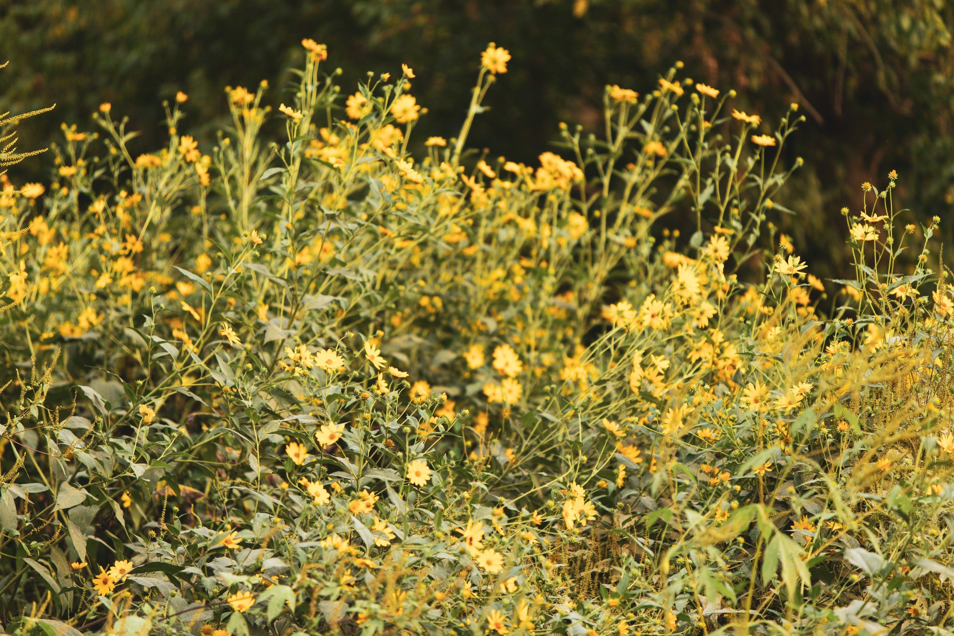 Dearborn County Indiana Parks | Visit our Guilford Covered Bridge Park!