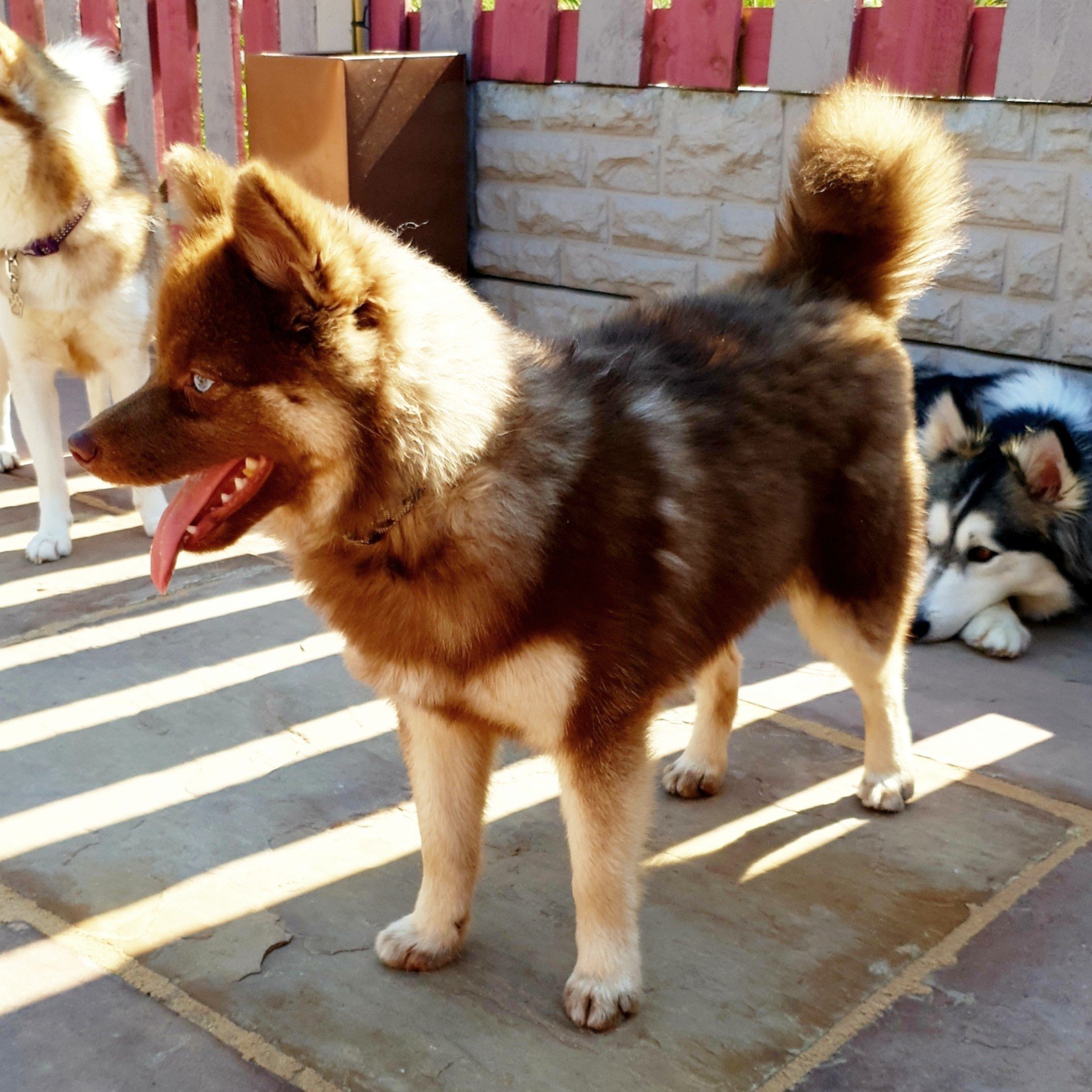 Pomsky for sale from Cocoafrost Pomskies UK