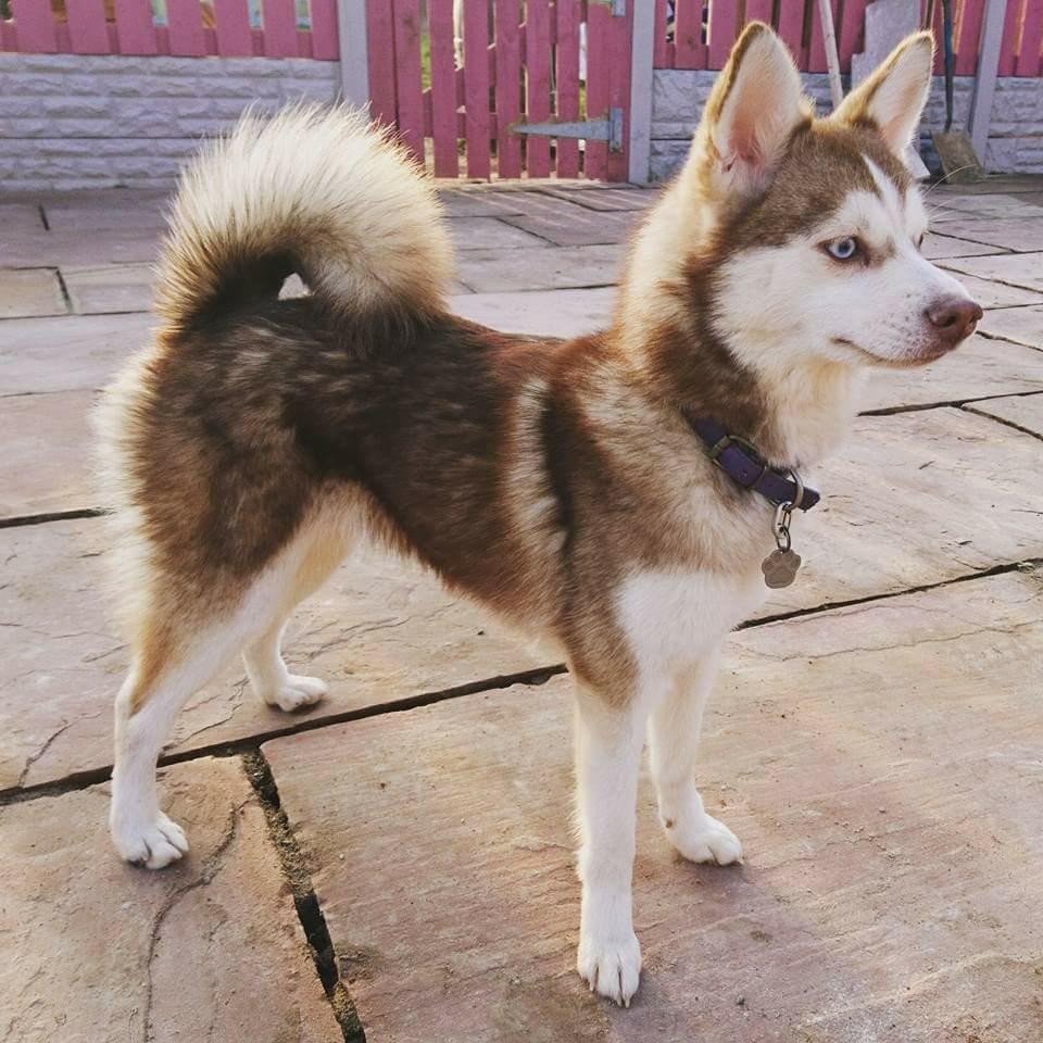 Upcoming Pomsky Litter - Asti