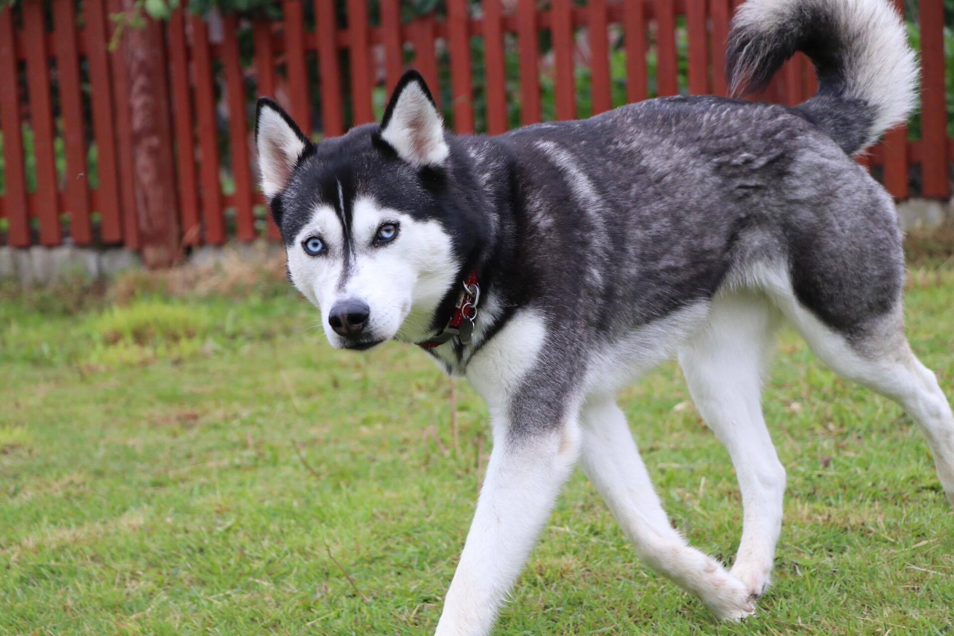 Pomsky for sale from Cocoafrost Pomskies UK