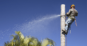 Tree Removal Ballina Byron Bay & Lismore | Your Tree Feller