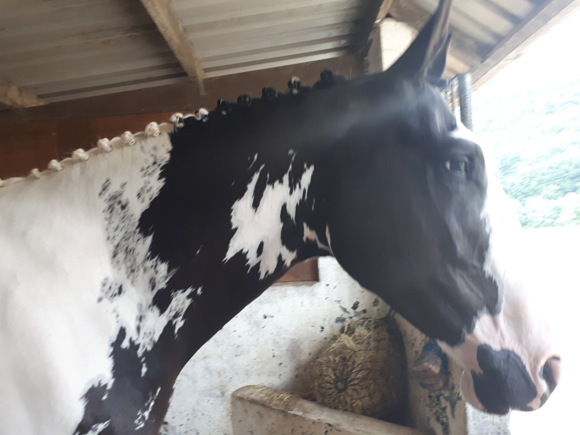 Riding Lessons | Pembrey Equestrian Centre