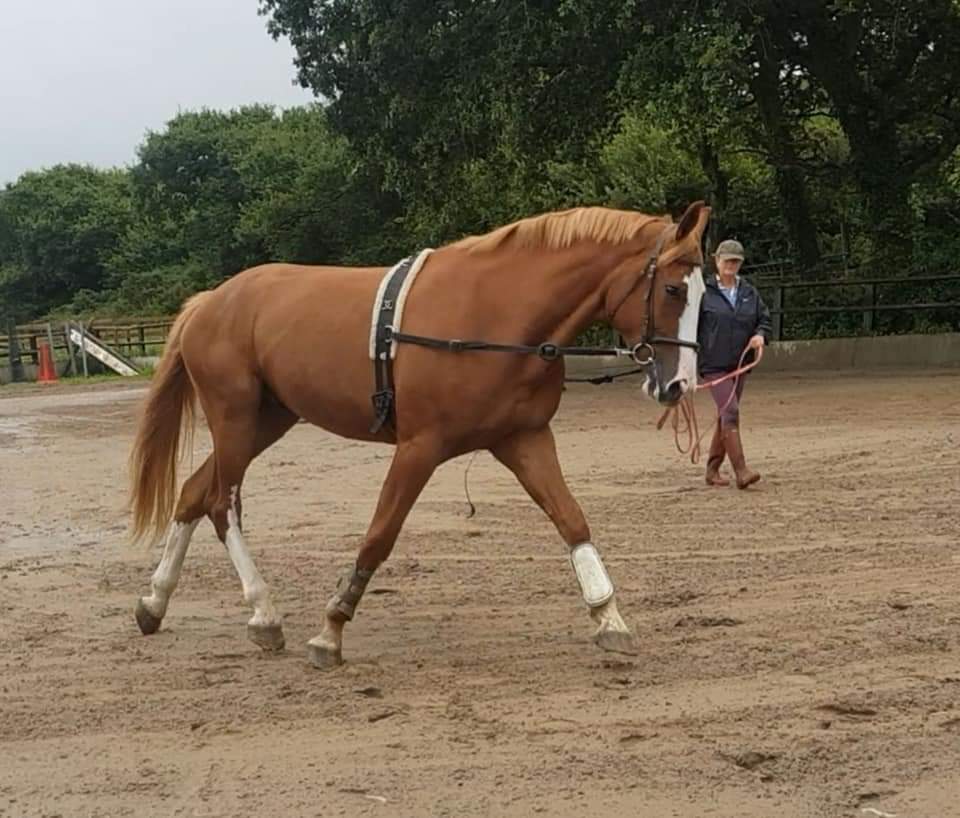 Riding school & livery | Pembrey Equestrian Centre