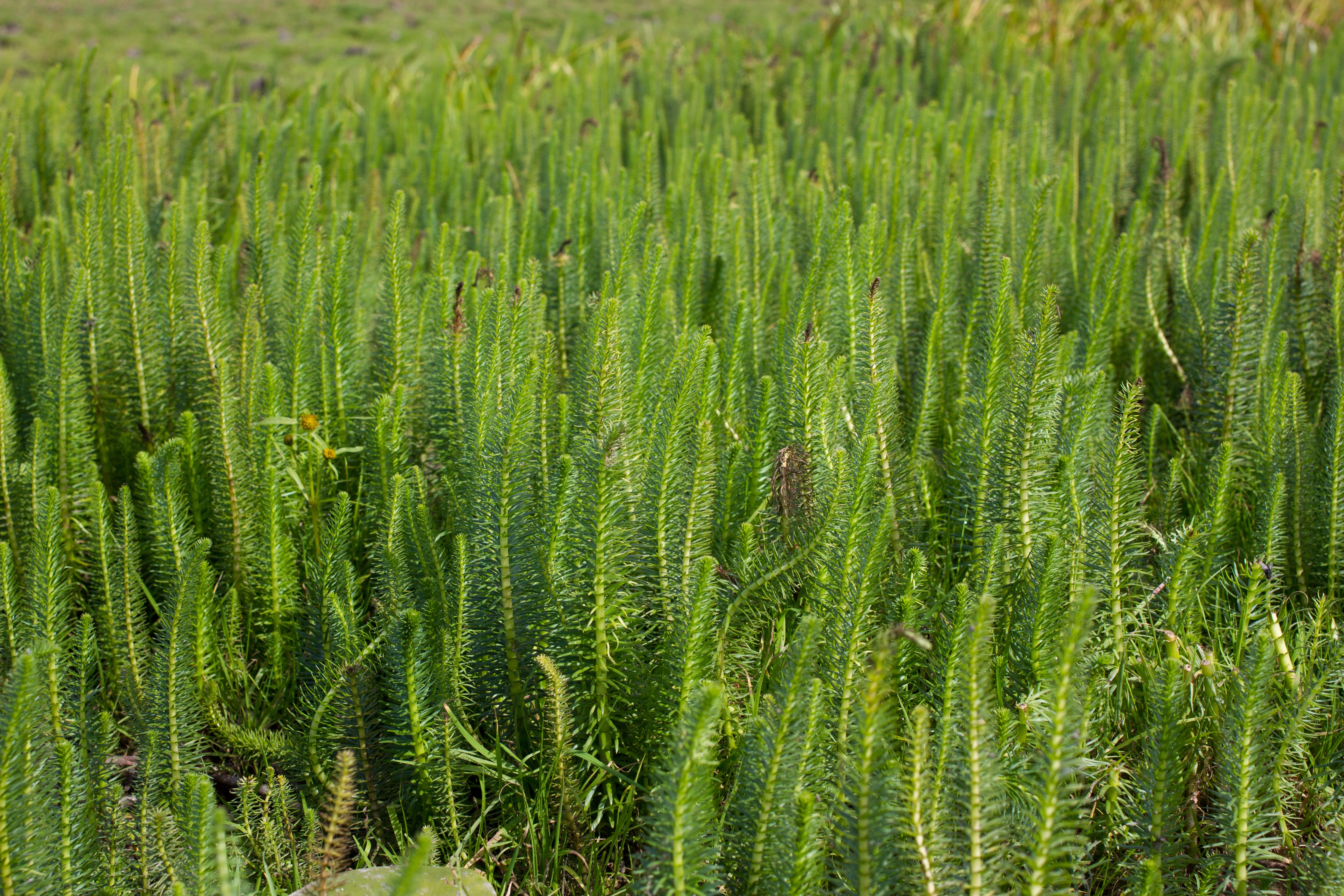 Marestail