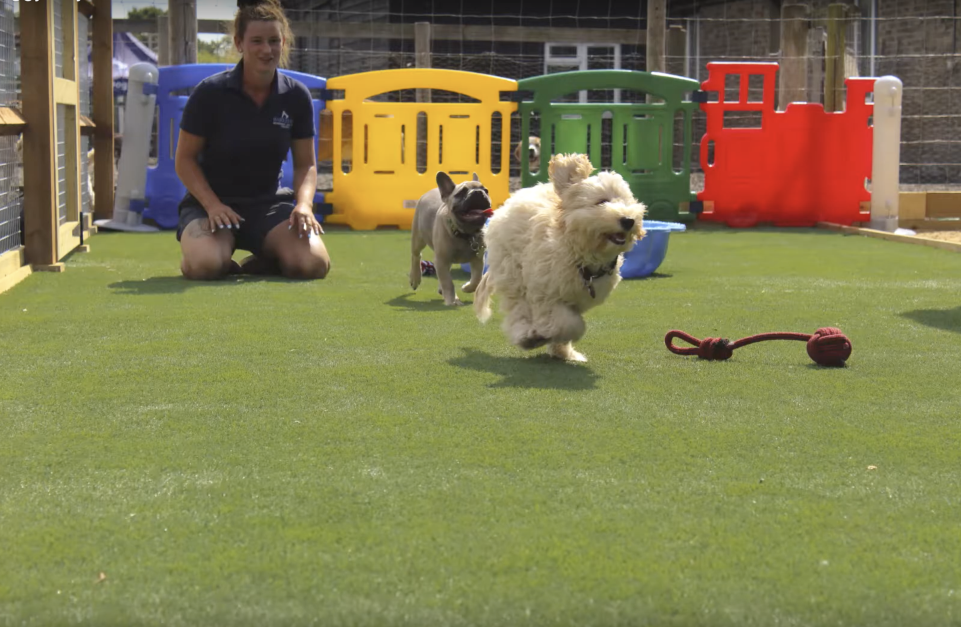 Doggy Day Care FAQs FAQs Barehams Boarding Daycare Centre Orsett