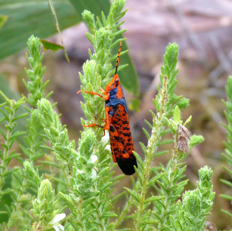 Gubara - Burdulba - Baroalba