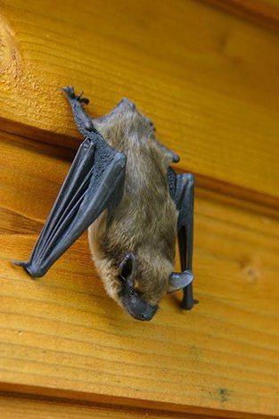 Mice, Rats, and Bats: Get Them Under Control