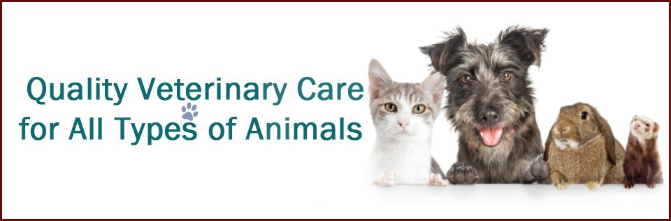 Animal Hospital, Pet Care | Denton, TX