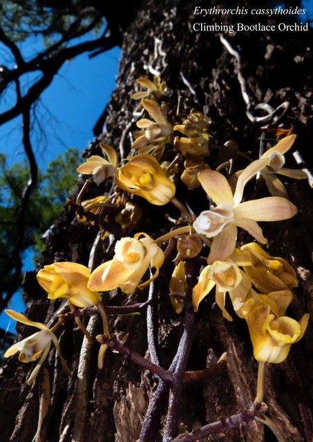Hunter Region Botanic Gardens - Heatherbrae NSW - Native Terrestrial ...