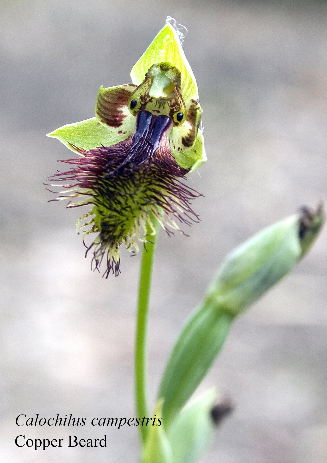 Hunter Region Botanic Gardens - Heatherbrae NSW - Native Terrestrial ...