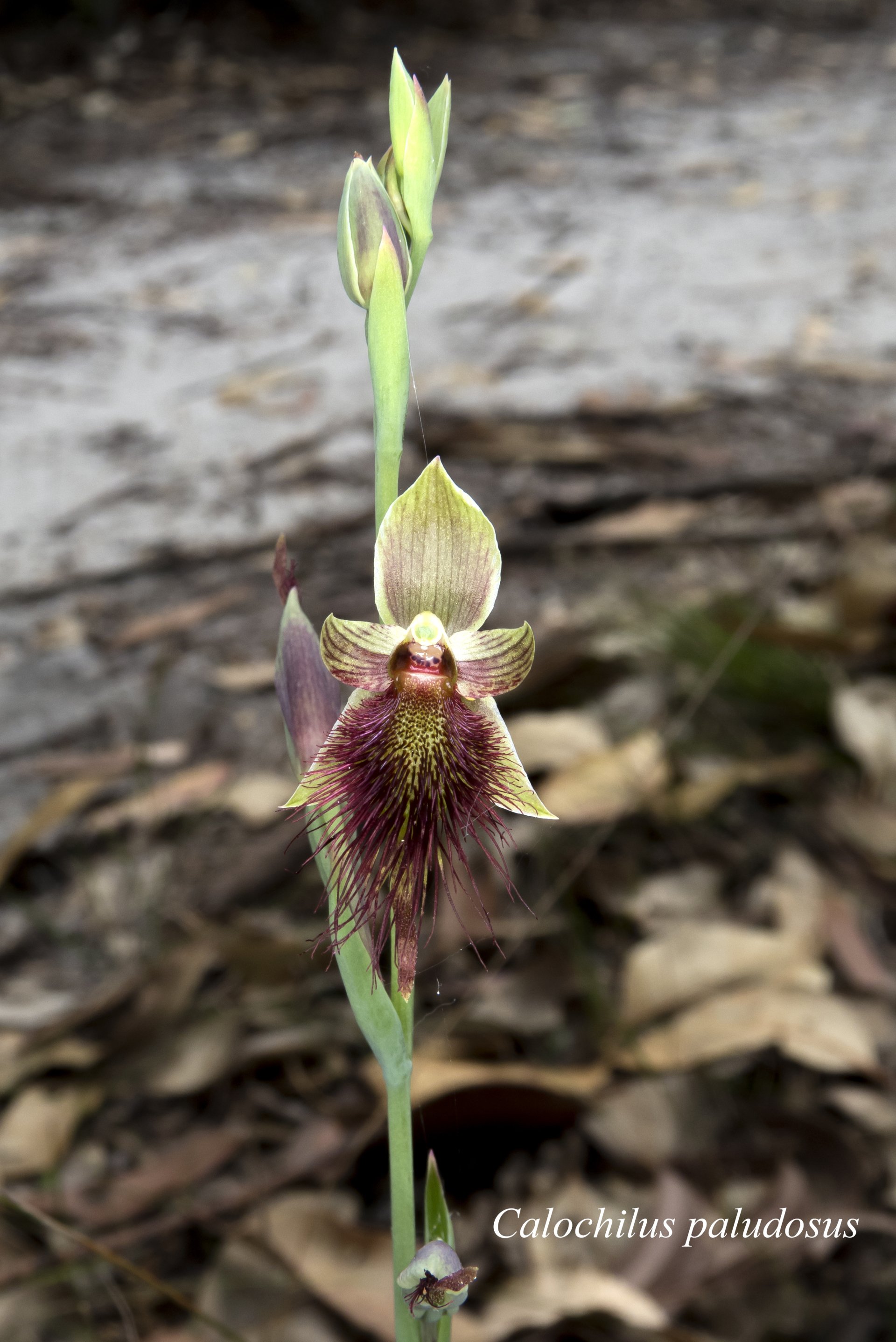 Hunter Region Botanic Gardens - Heatherbrae NSW - Native Terrestrial ...