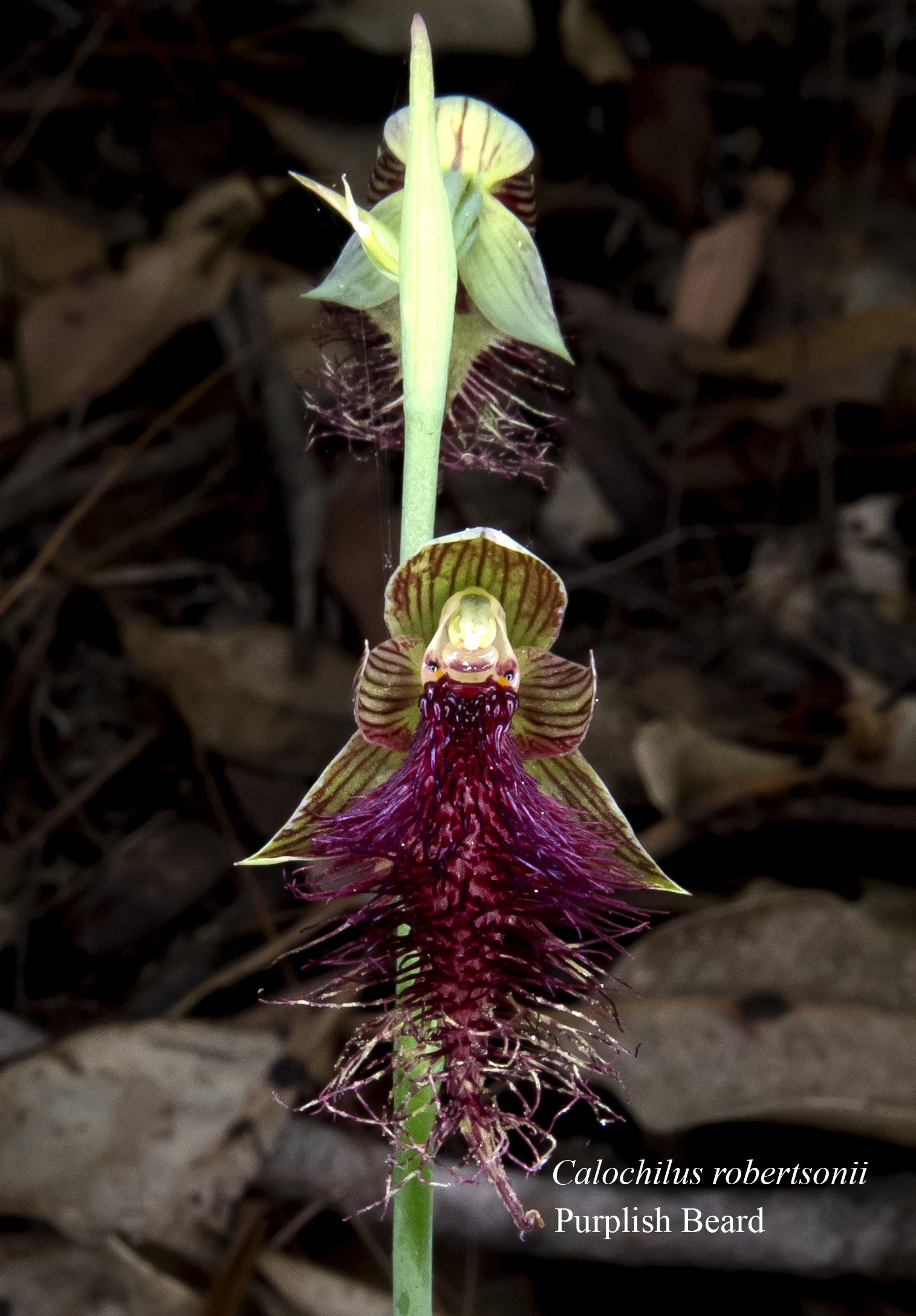 Hunter Region Botanic Gardens - Heatherbrae NSW - Native Terrestrial ...