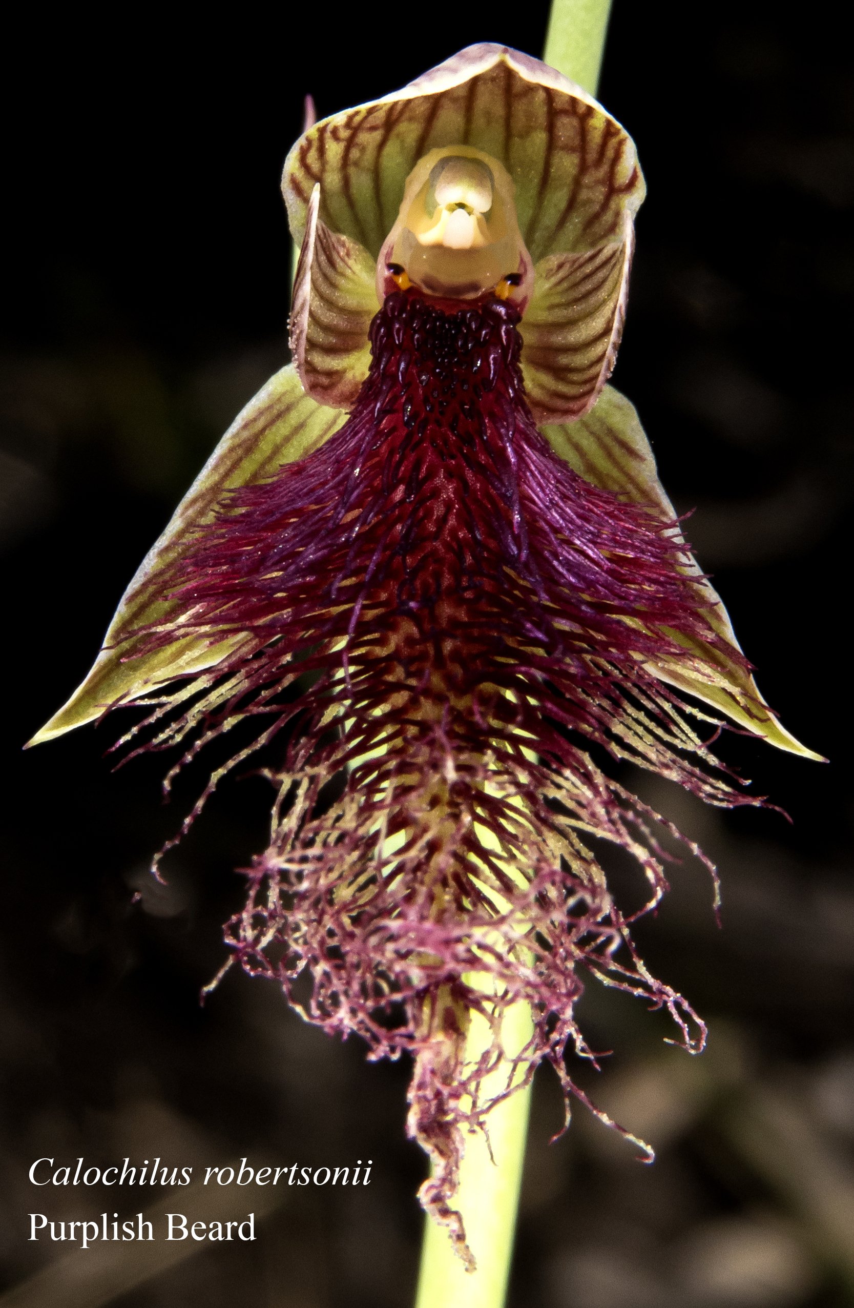 Hunter Region Botanic Gardens - Heatherbrae NSW - Native Terrestrial ...