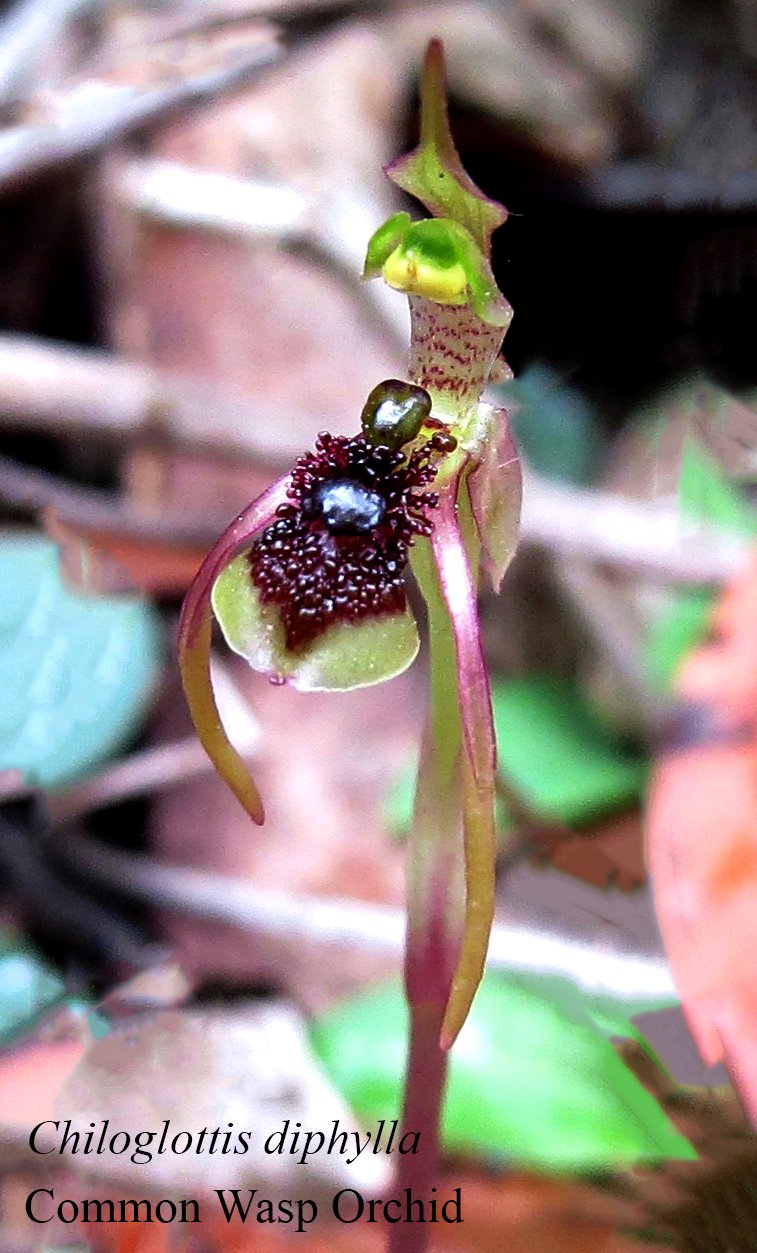 Hunter Region Botanic Gardens - Heatherbrae NSW - Native Terrestrial ...