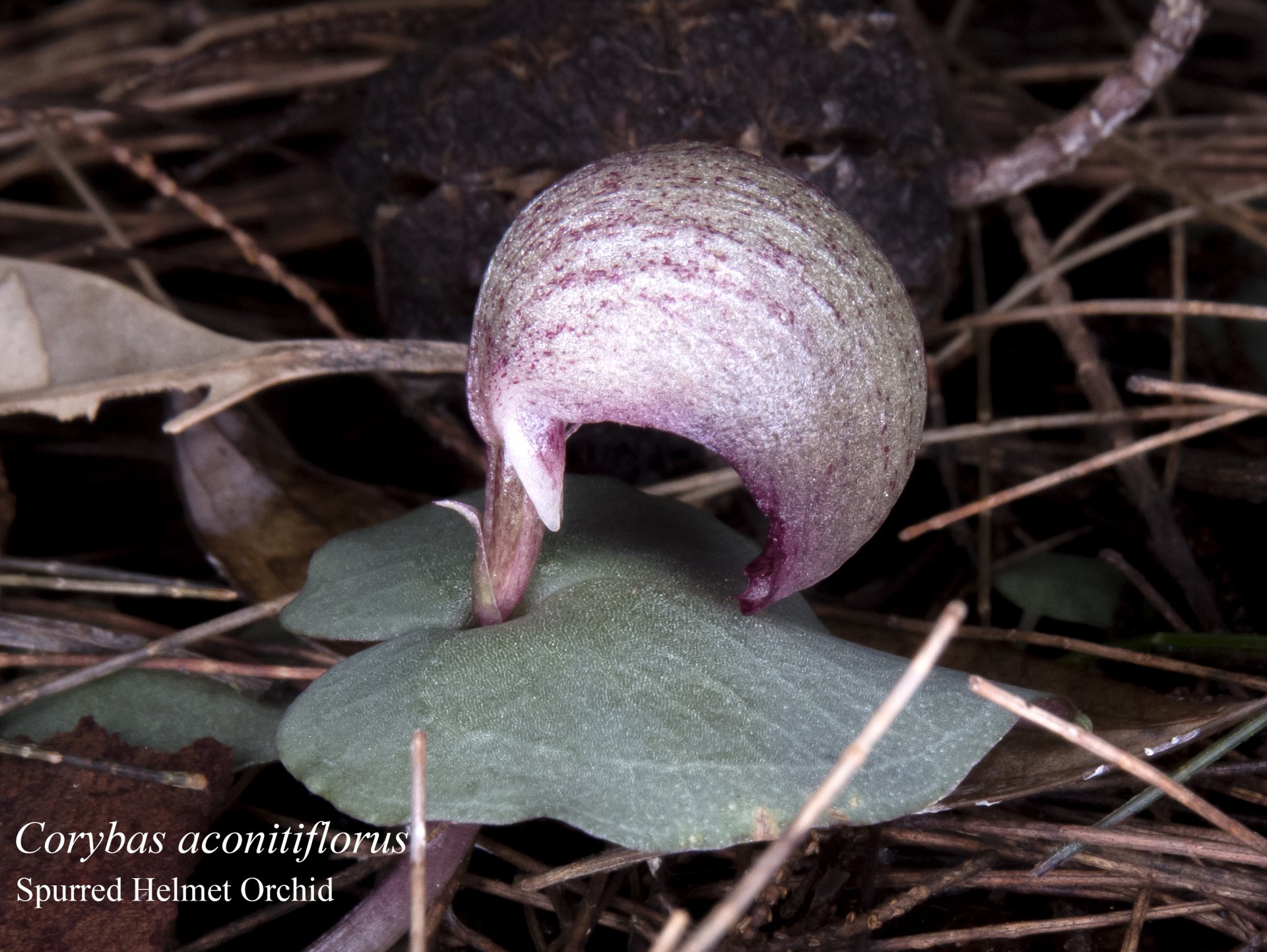 Hunter Region Botanic Gardens - Heatherbrae NSW - Native Terrestrial ...