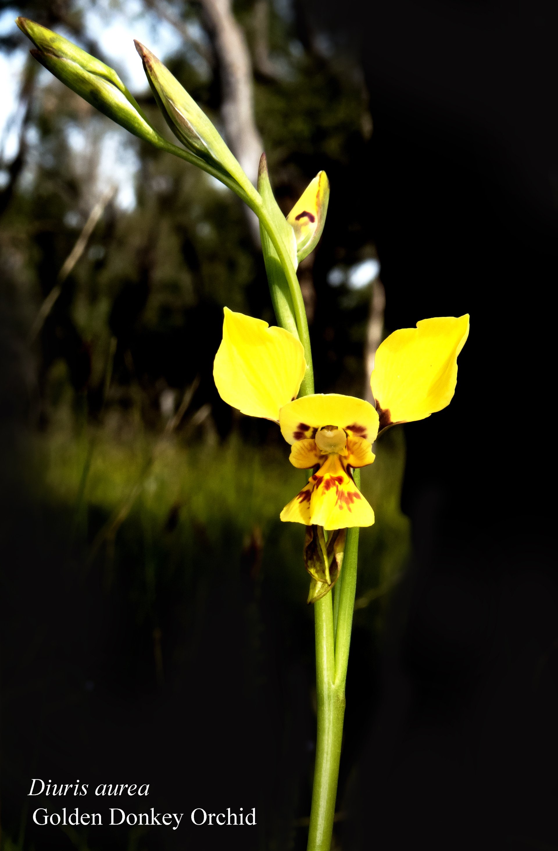Hunter Region Botanic Gardens - Heatherbrae NSW - Native Terrestrial ...