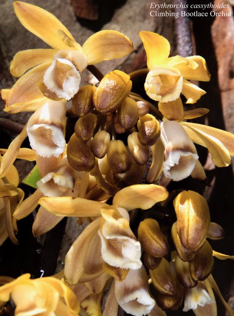 Hunter Region Botanic Gardens - Heatherbrae NSW - Native Terrestrial ...