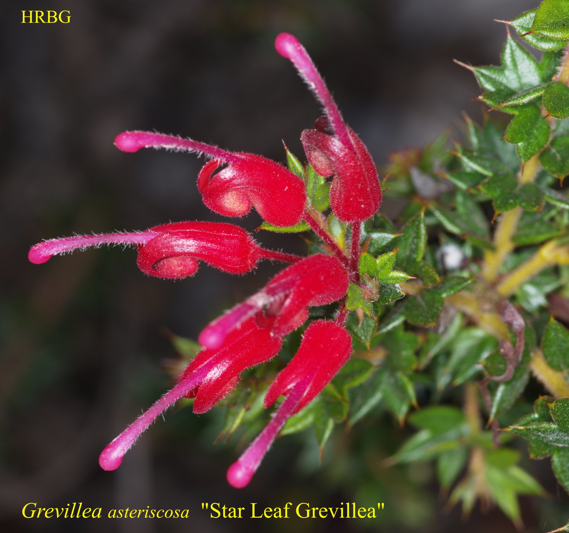 Hunter Region Botanic Gardens - Heatherbrae NSW - Grevillea Collection