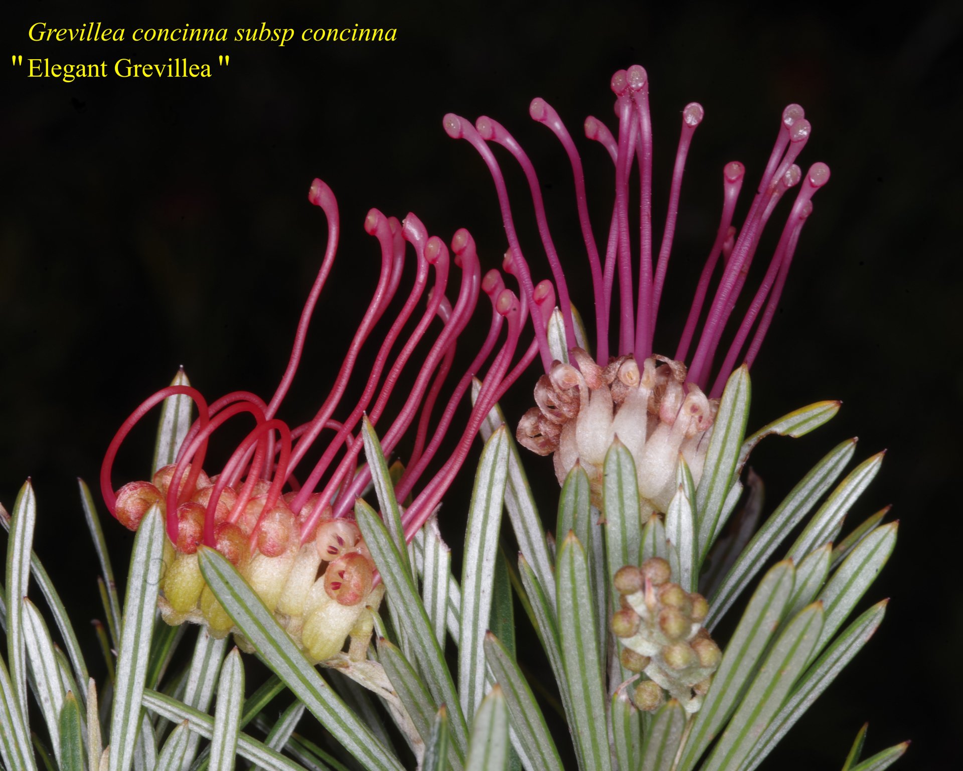 Hunter Region Botanic Gardens - Heatherbrae NSW - Grevillea Collection