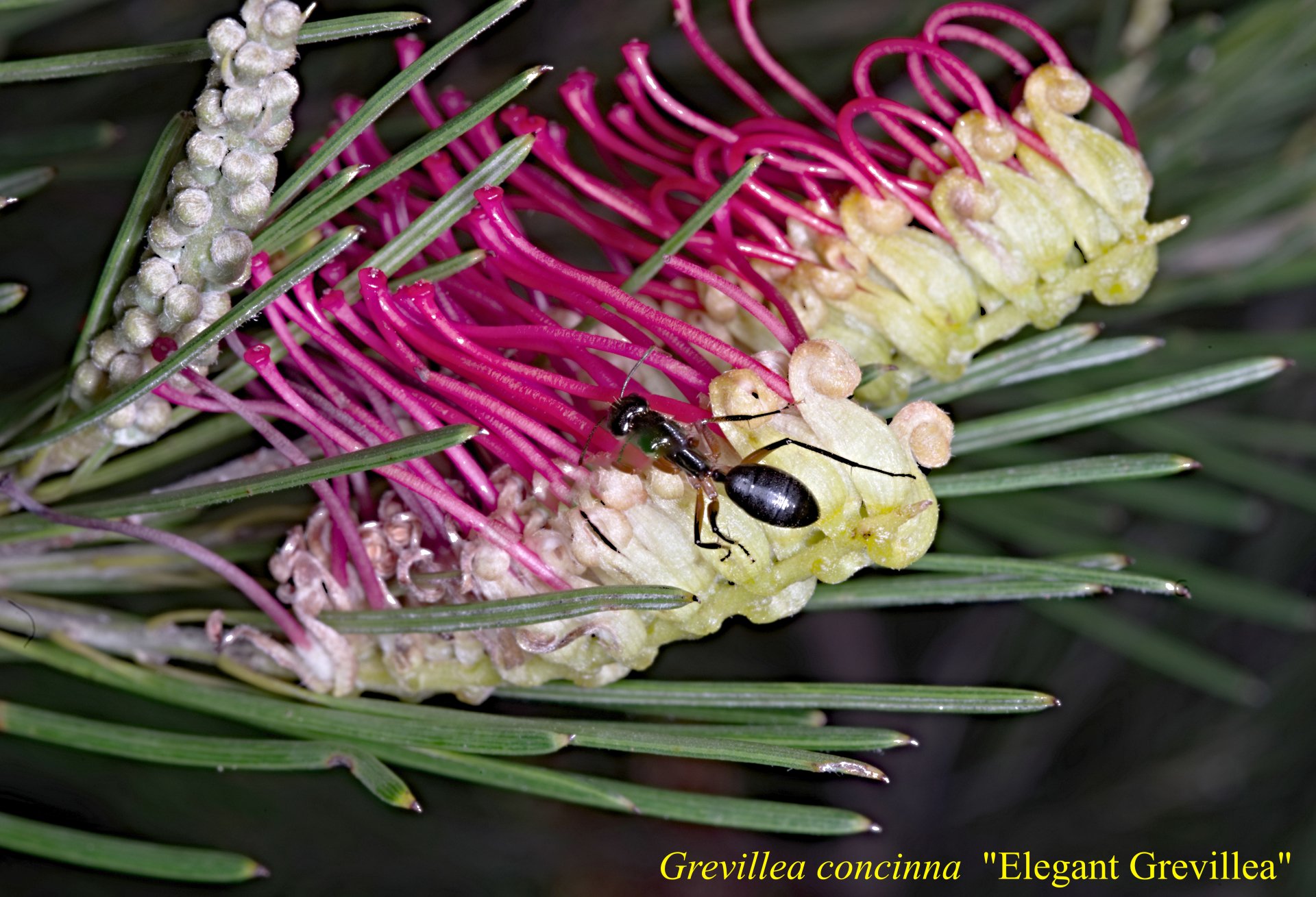 Hunter Region Botanic Gardens - Heatherbrae NSW - Grevillea Collection