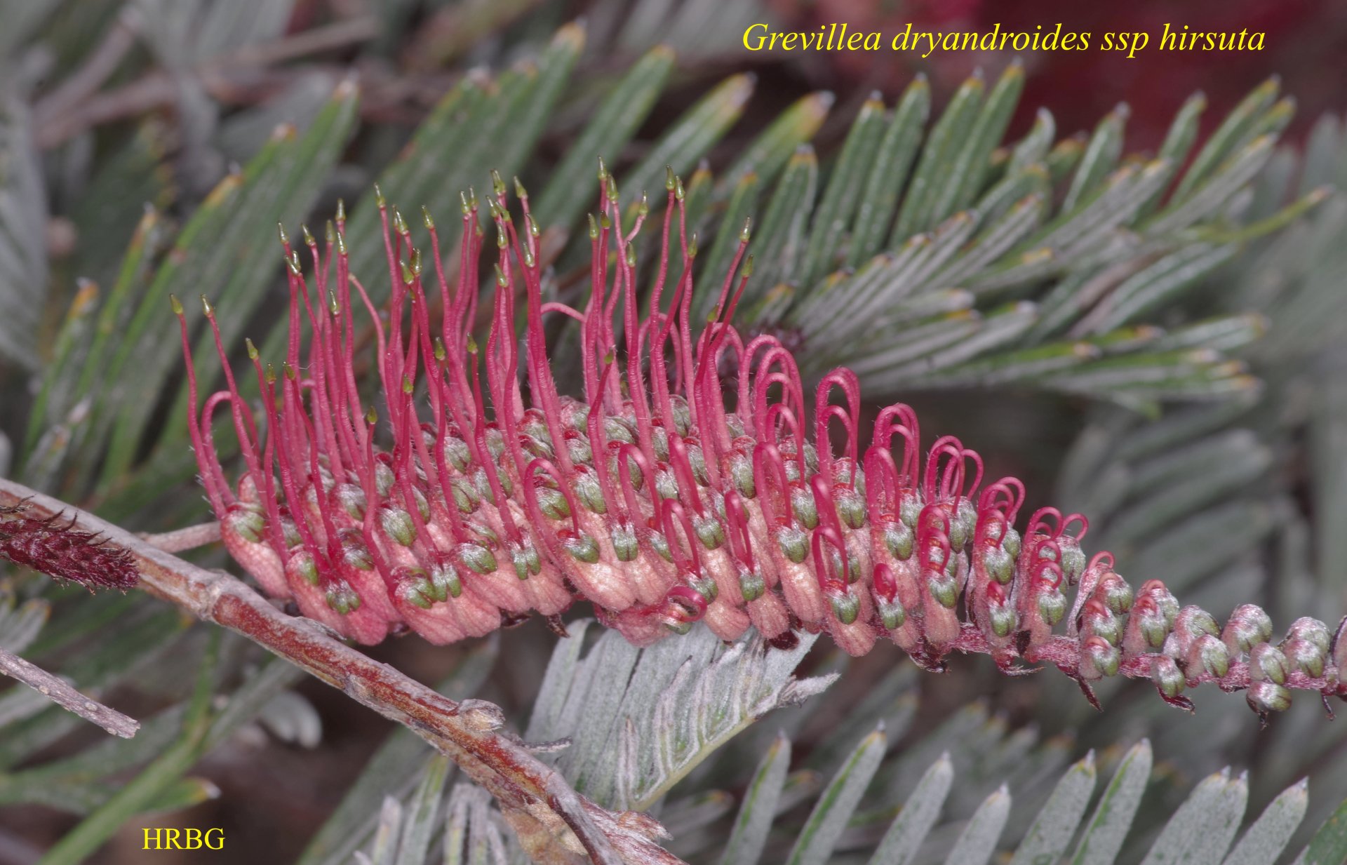 Hunter Region Botanic Gardens - Heatherbrae NSW - Grevillea Collection