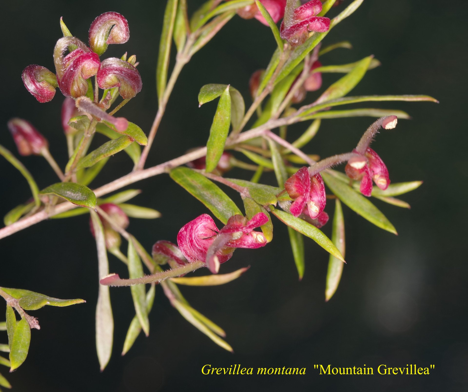 Hunter Region Botanic Gardens - Heatherbrae, NSW - Plants of the Hunter ...