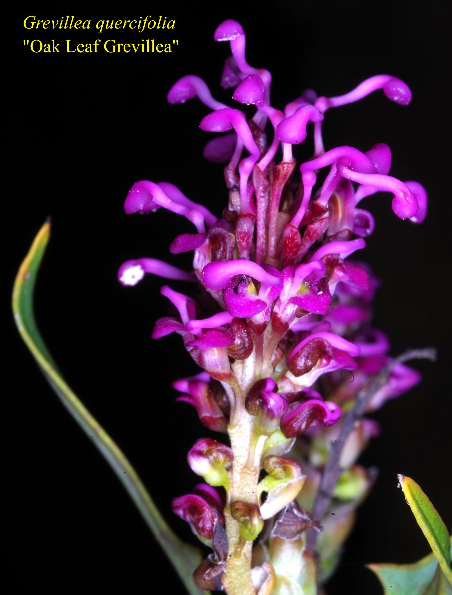Hunter Region Botanic Gardens - Heatherbrae NSW - Grevillea Collection