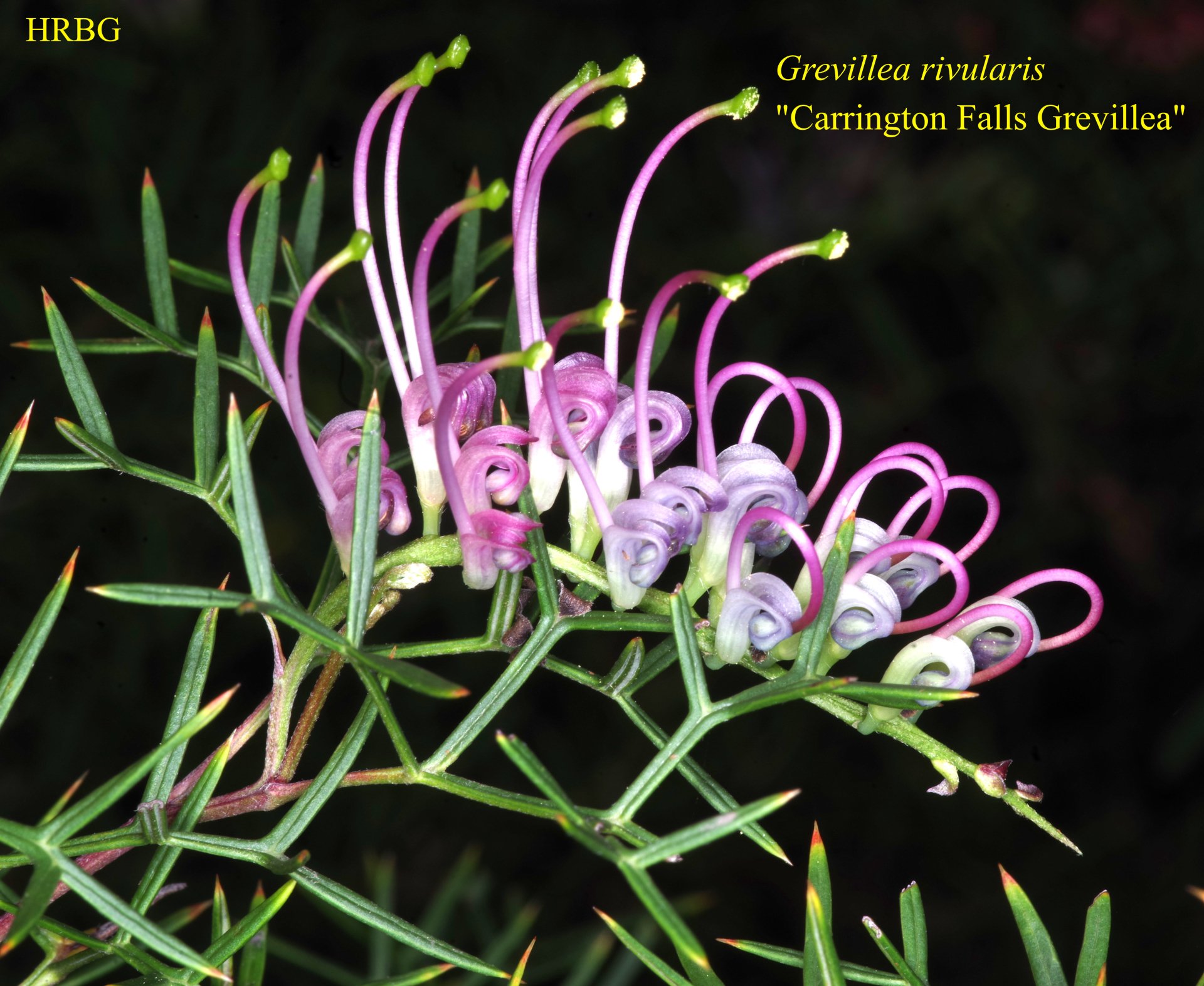 Hunter Region Botanic Gardens - Heatherbrae NSW - Grevillea Collection
