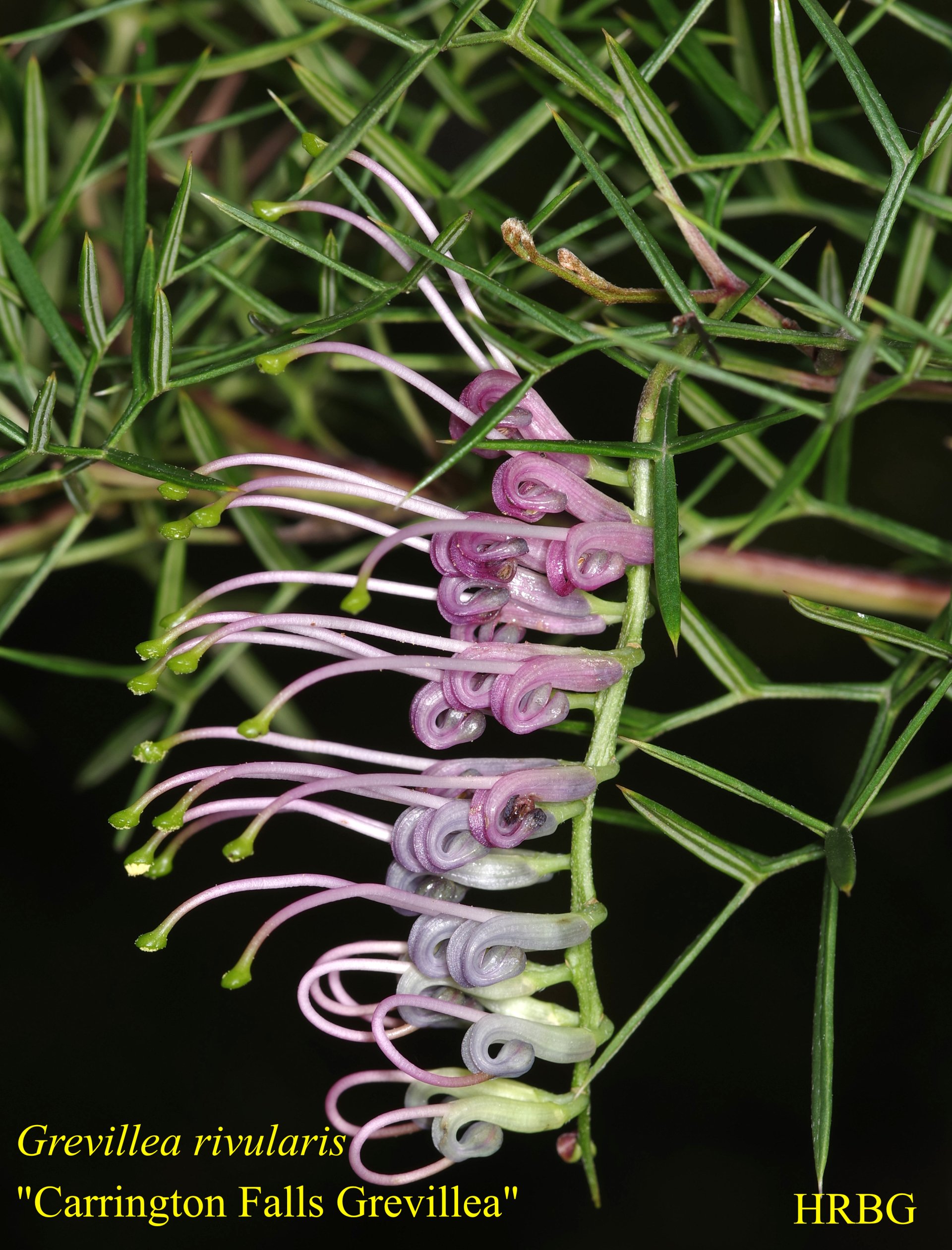 Hunter Region Botanic Gardens - Heatherbrae NSW - Grevillea Collection