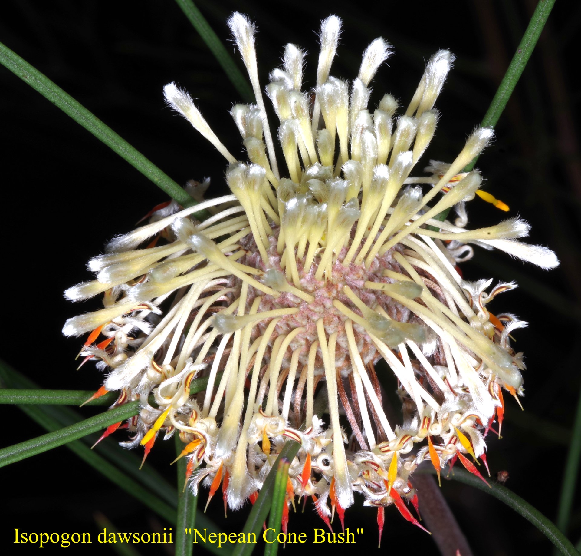 Hunter Region Botanic Gardens - Heatherbrae, NSW - Plants of the Hunter ...