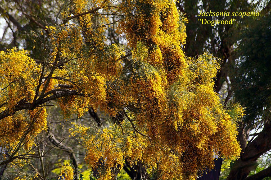Hunter Region Botanic Gardens - Heatherbrae, NSW - Plants of the Hunter ...