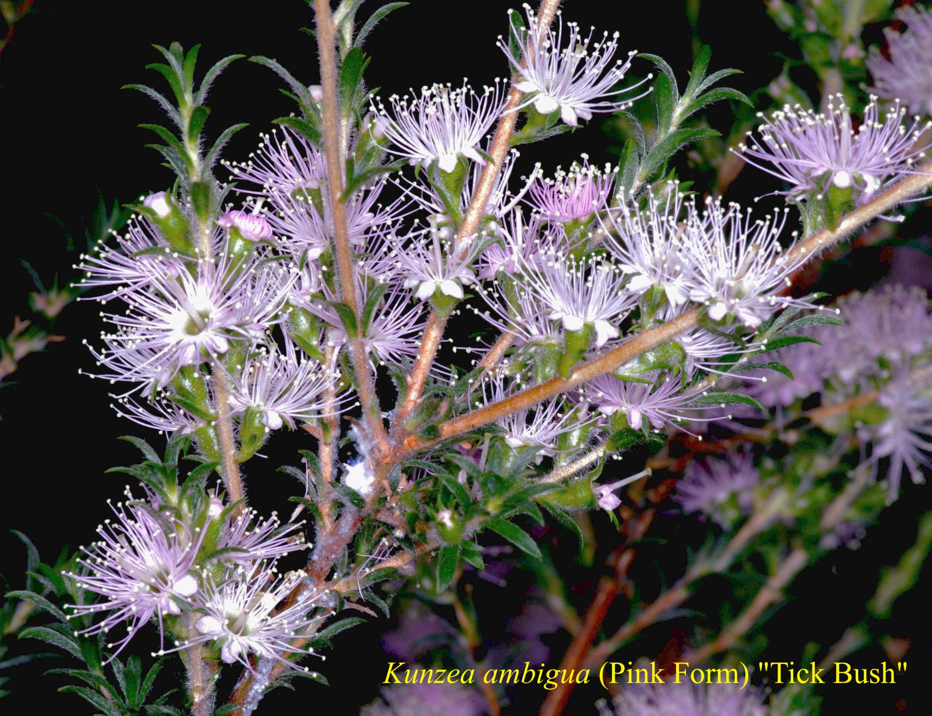 Hunter Region Botanic Gardens - Heatherbrae, NSW - Plants of the Hunter ...