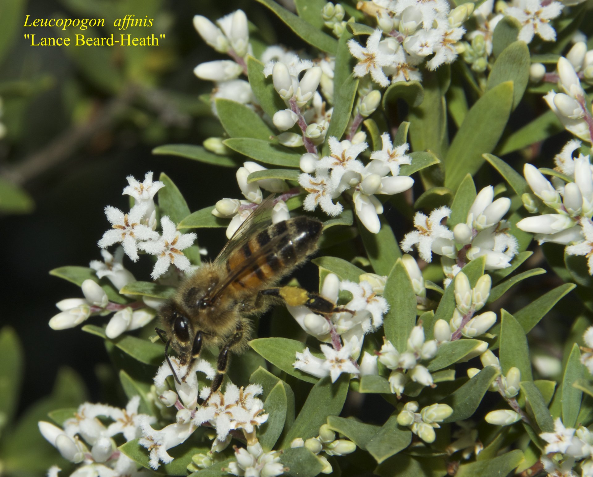 Hunter Region Botanic Gardens - Heatherbrae, NSW - Plants of the Hunter ...
