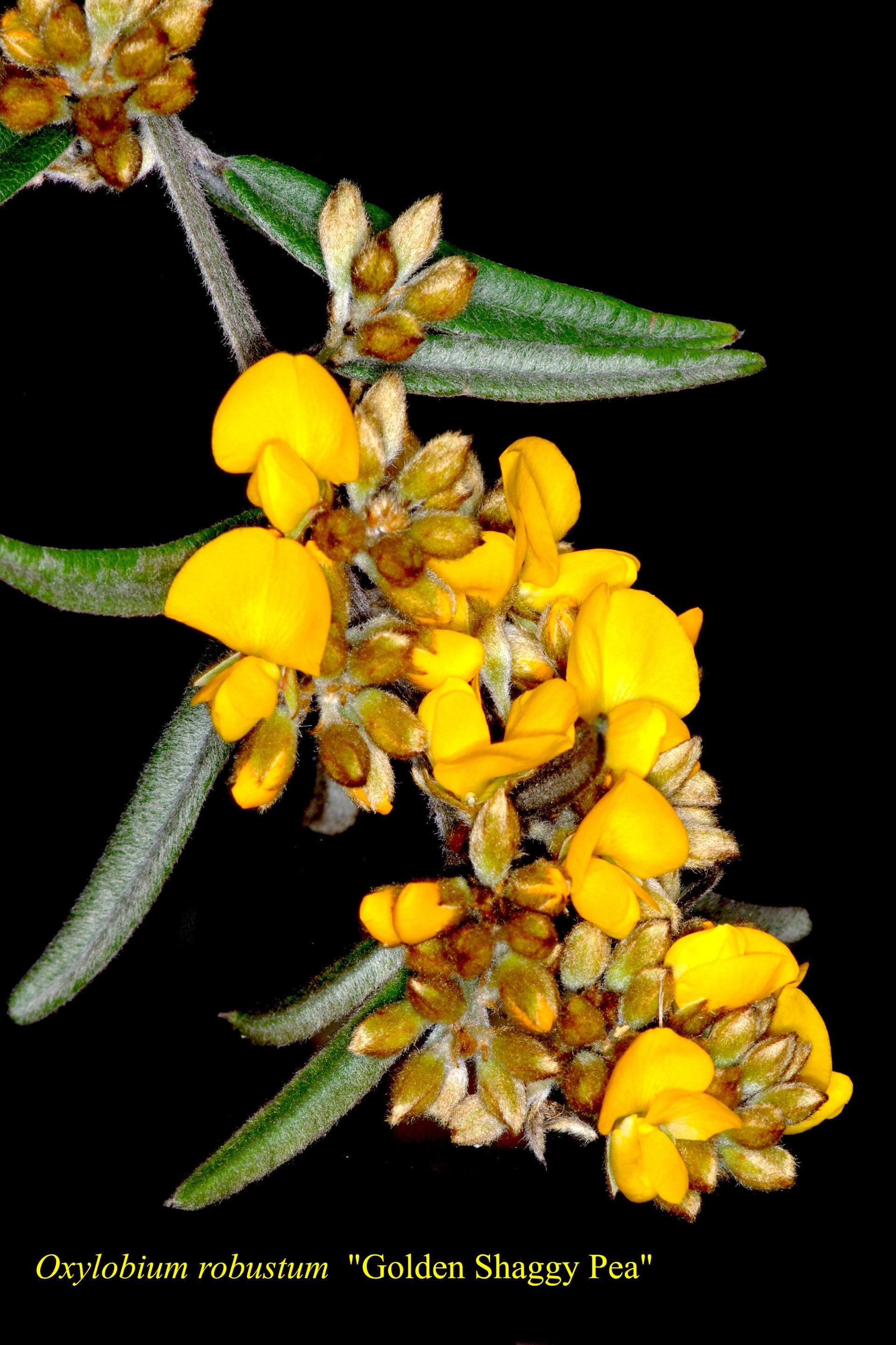 Hunter Region Botanic Gardens - Heatherbrae, NSW - Plants of the Hunter ...