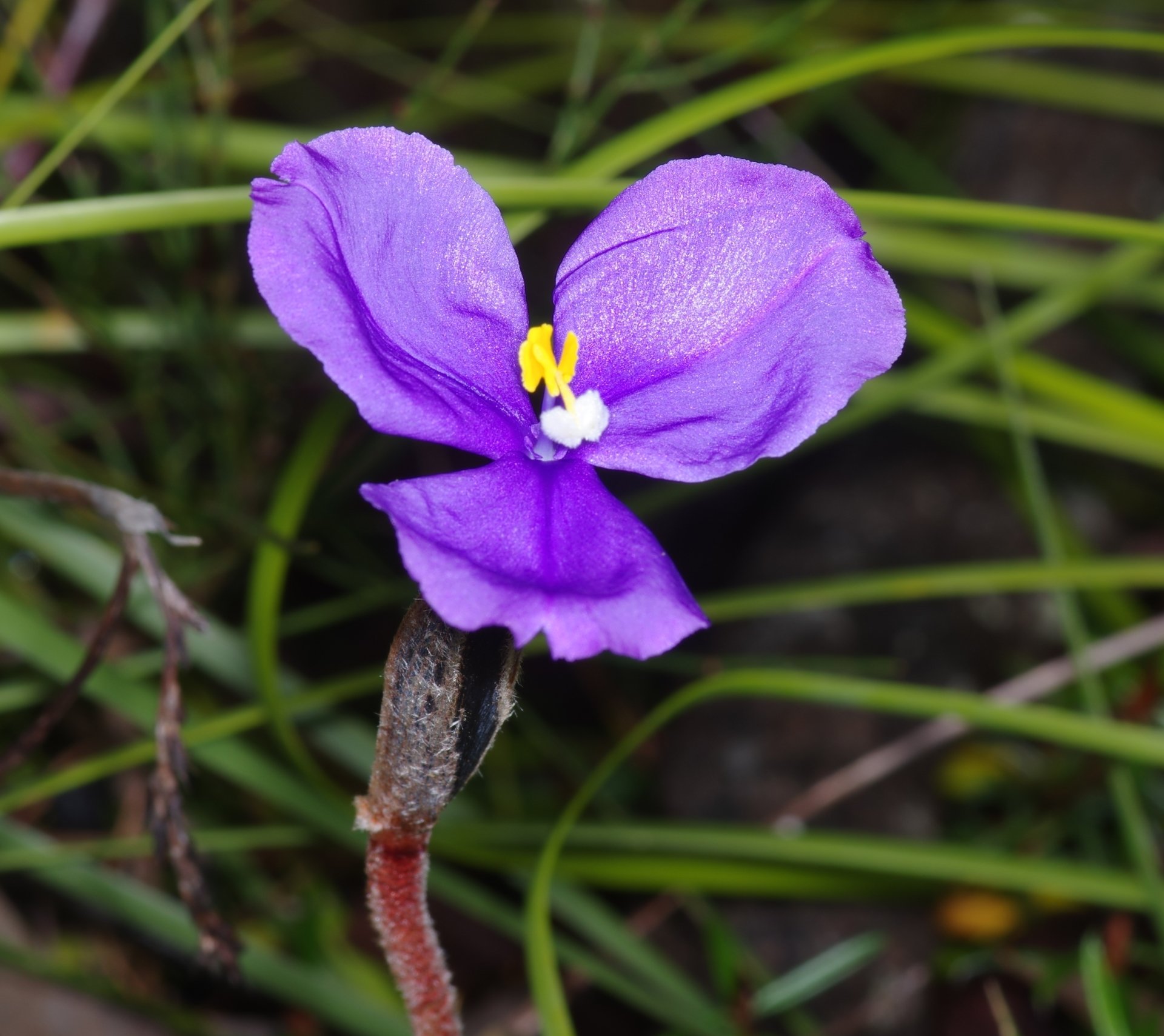 Hunter Region Botanic Gardens - Heatherbrae, NSW - Plants of the Hunter ...