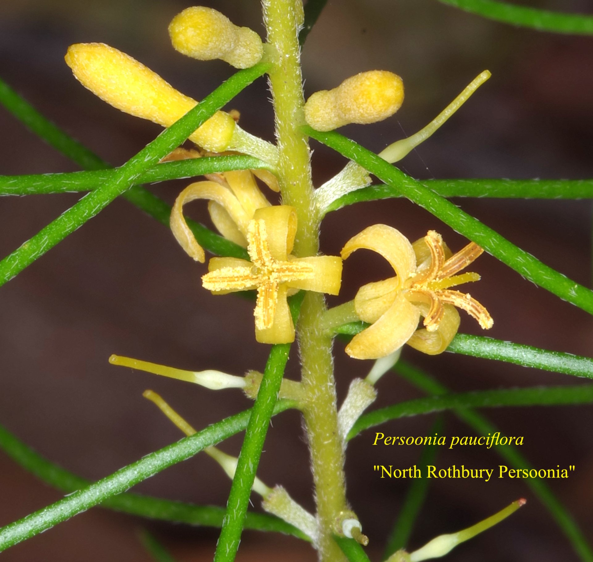 Hunter Region Botanic Gardens - Heatherbrae, NSW - Plants of the Hunter ...