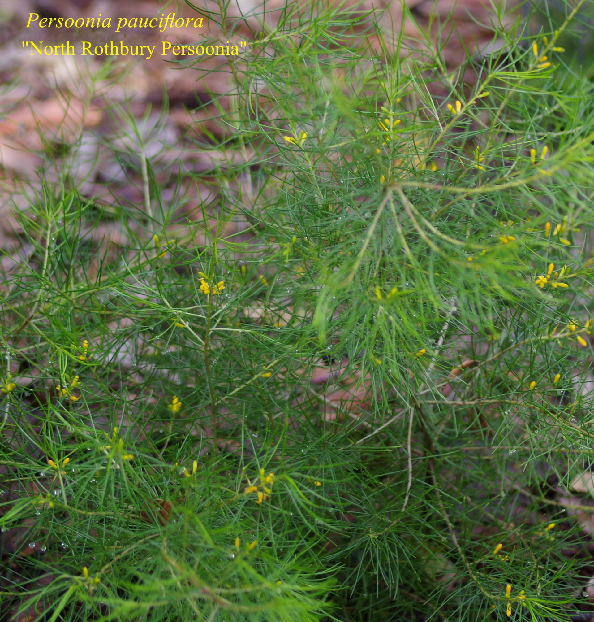 Hunter Region Botanic Gardens - Heatherbrae, NSW - Plants of the Hunter ...