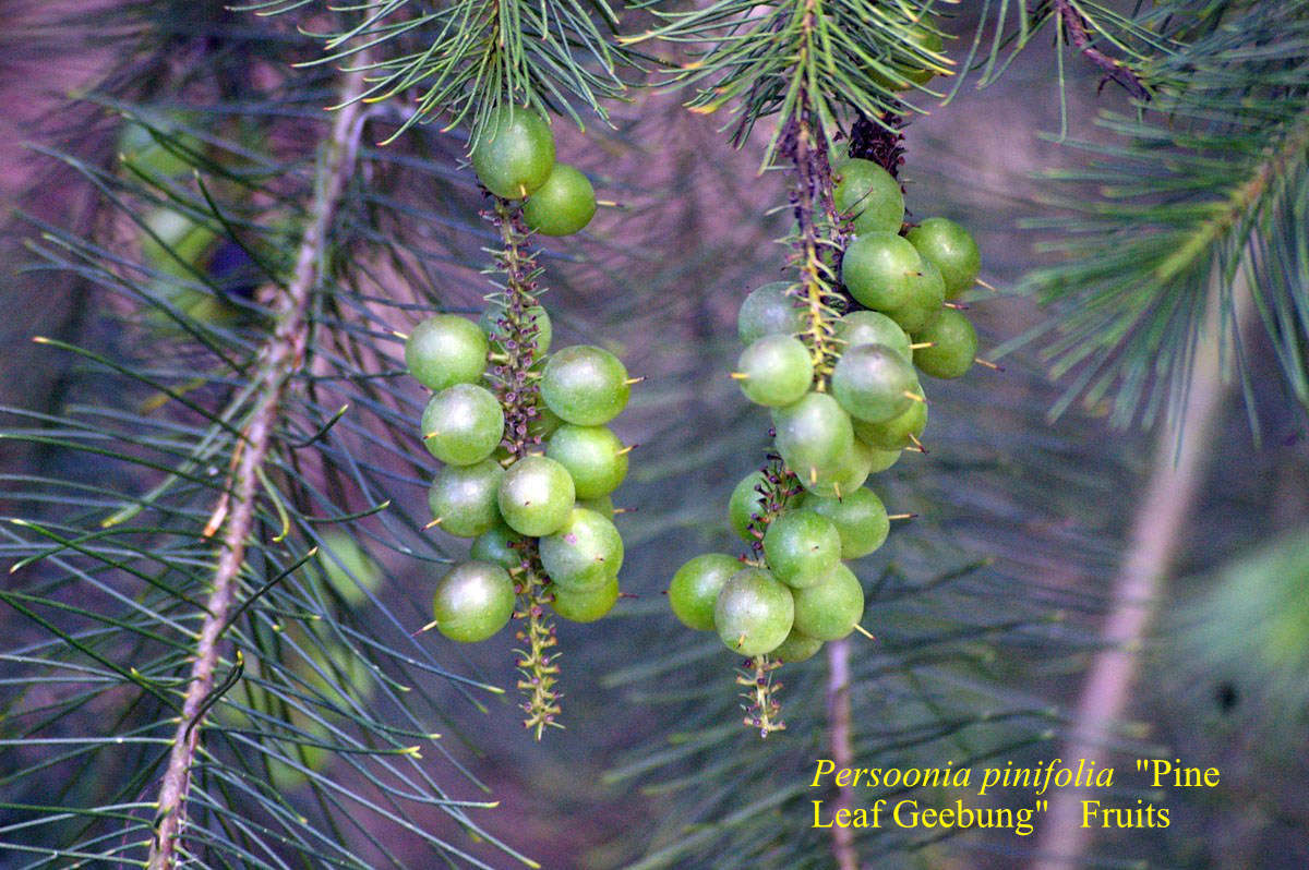 Hunter Region Botanic Gardens - Heatherbrae, NSW - Plants of the Hunter ...