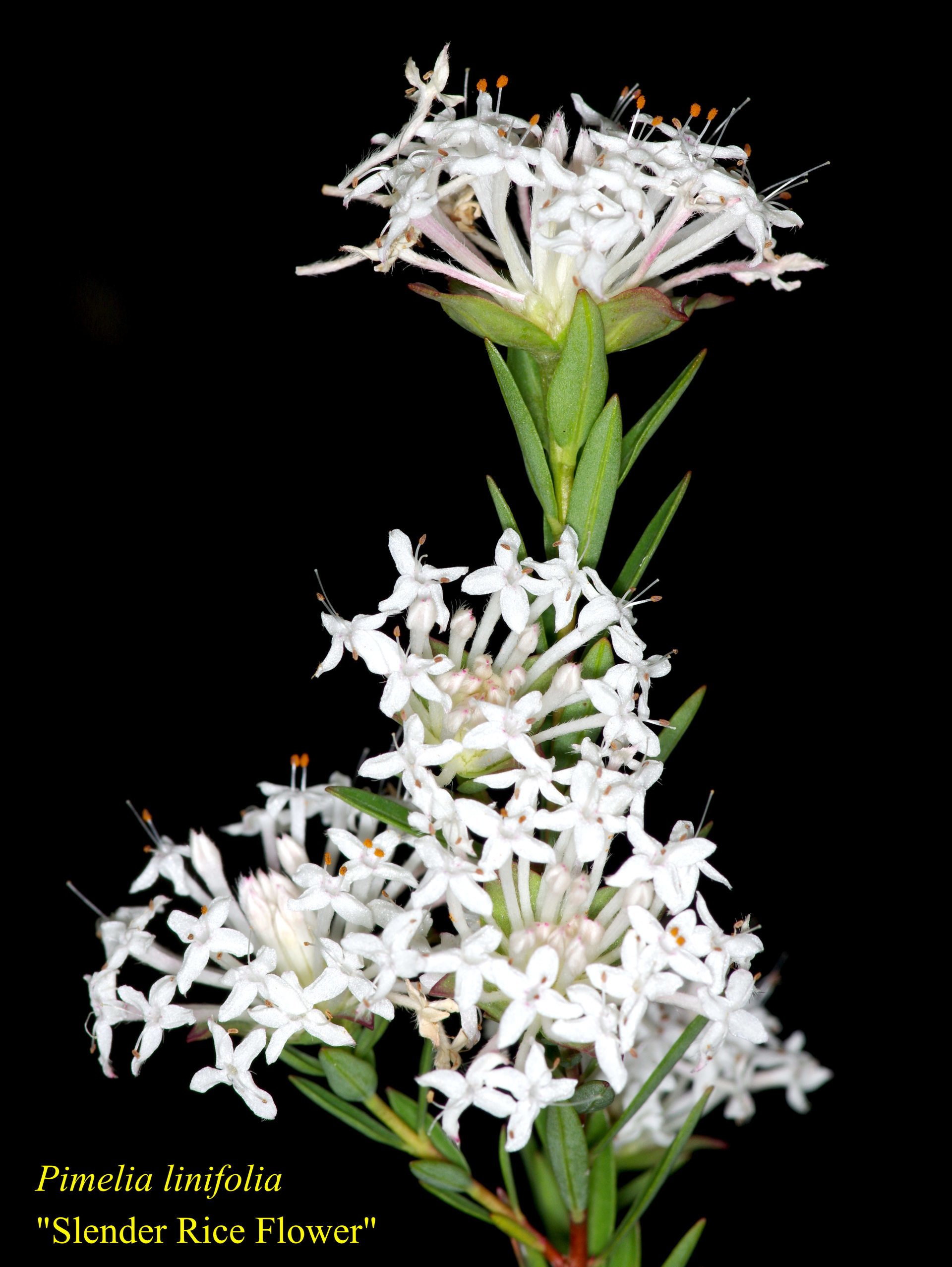 Hunter Region Botanic Gardens - Heatherbrae, NSW - Plants of the Hunter ...