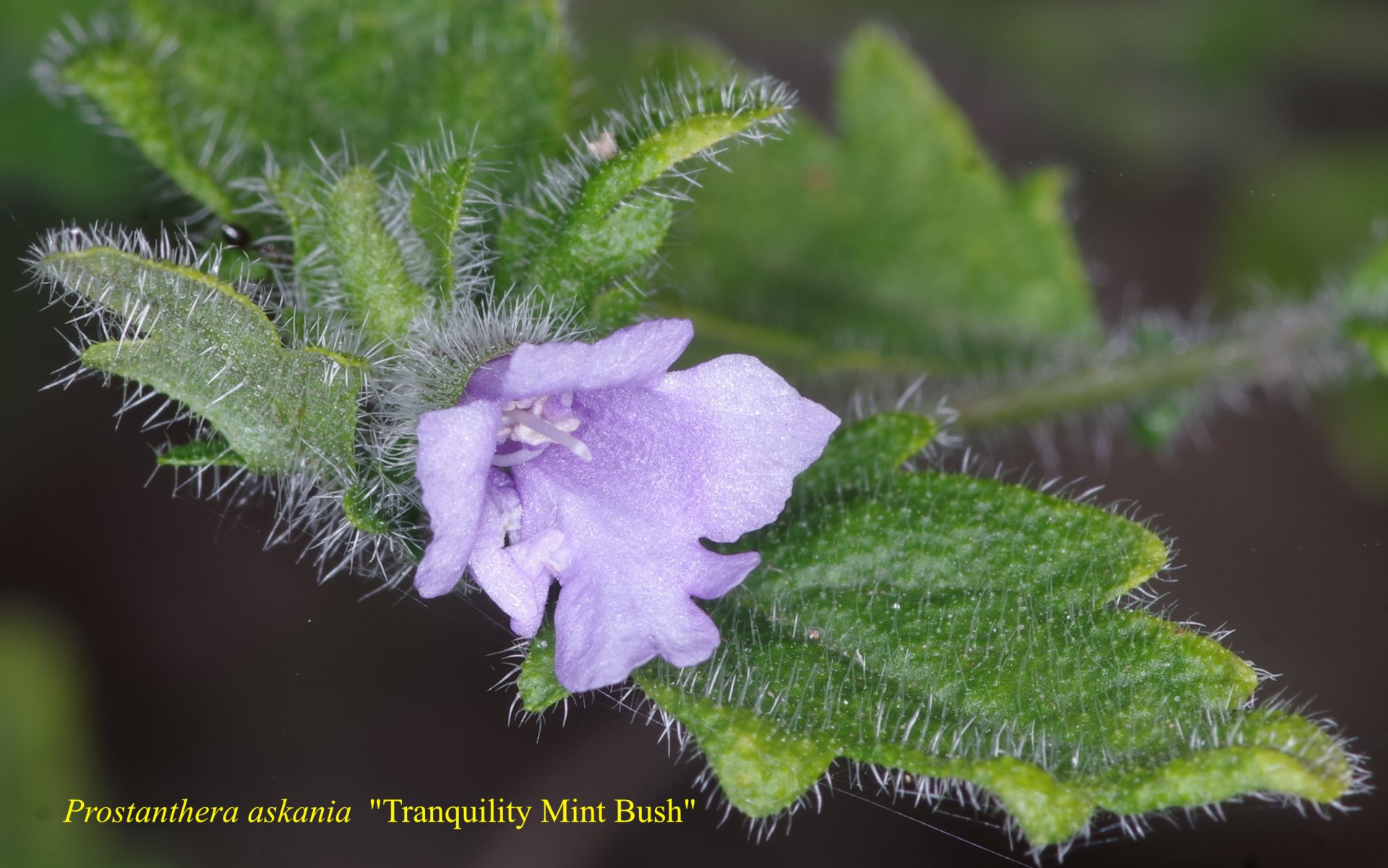 Hunter Region Botanic Gardens - Heatherbrae, NSW - Plants of the Hunter ...