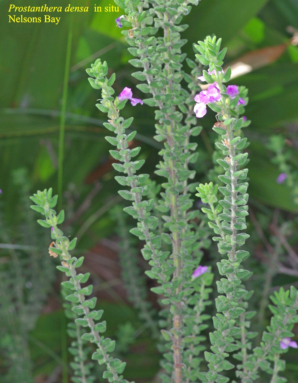 Hunter Region Botanic Gardens - Heatherbrae, NSW - Plants of the Hunter ...