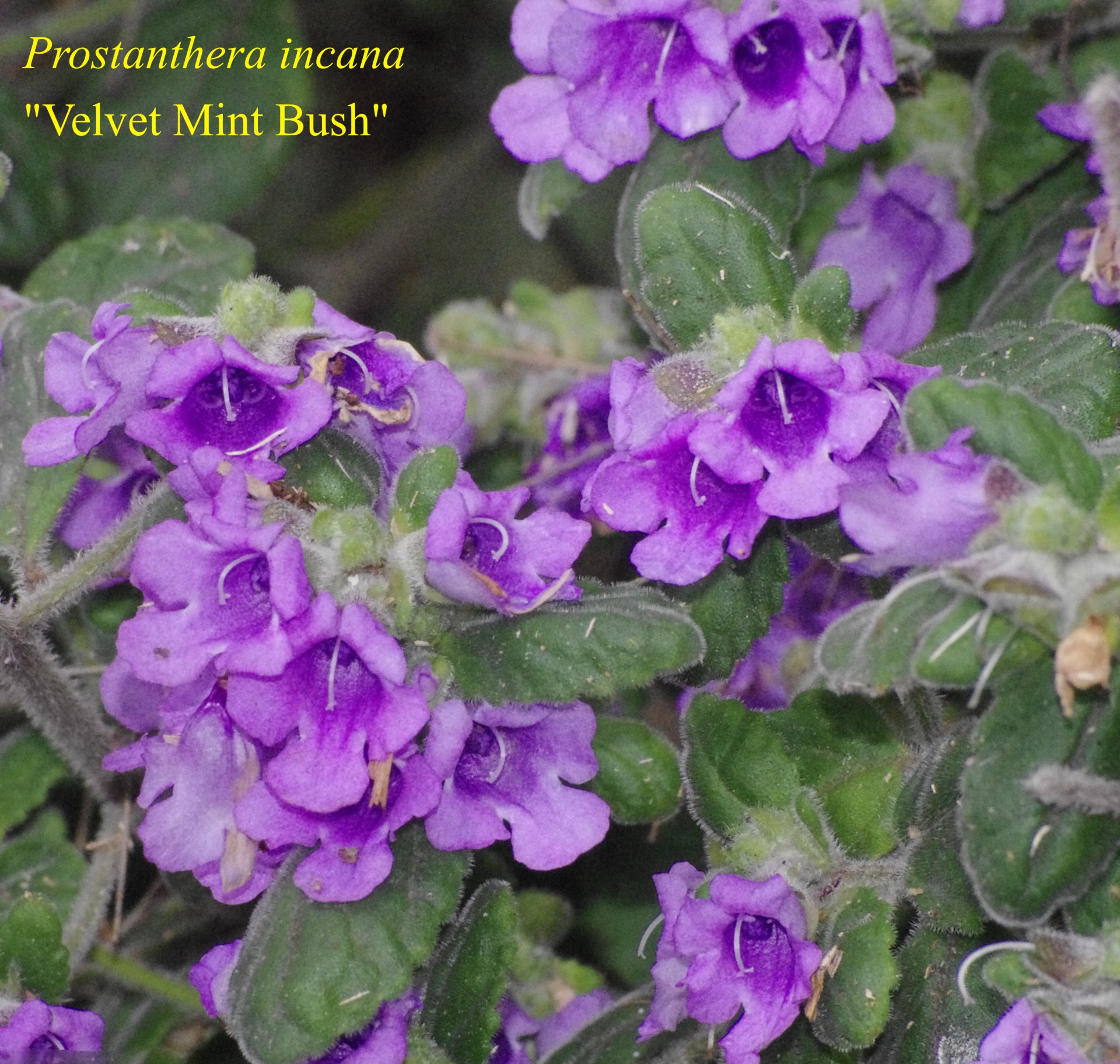 Hunter Region Botanic Gardens - Heatherbrae, NSW - Plants of the Hunter ...