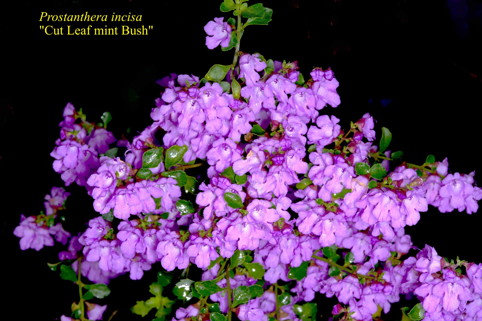 Hunter Region Botanic Gardens - Heatherbrae, NSW - Plants of the Hunter ...