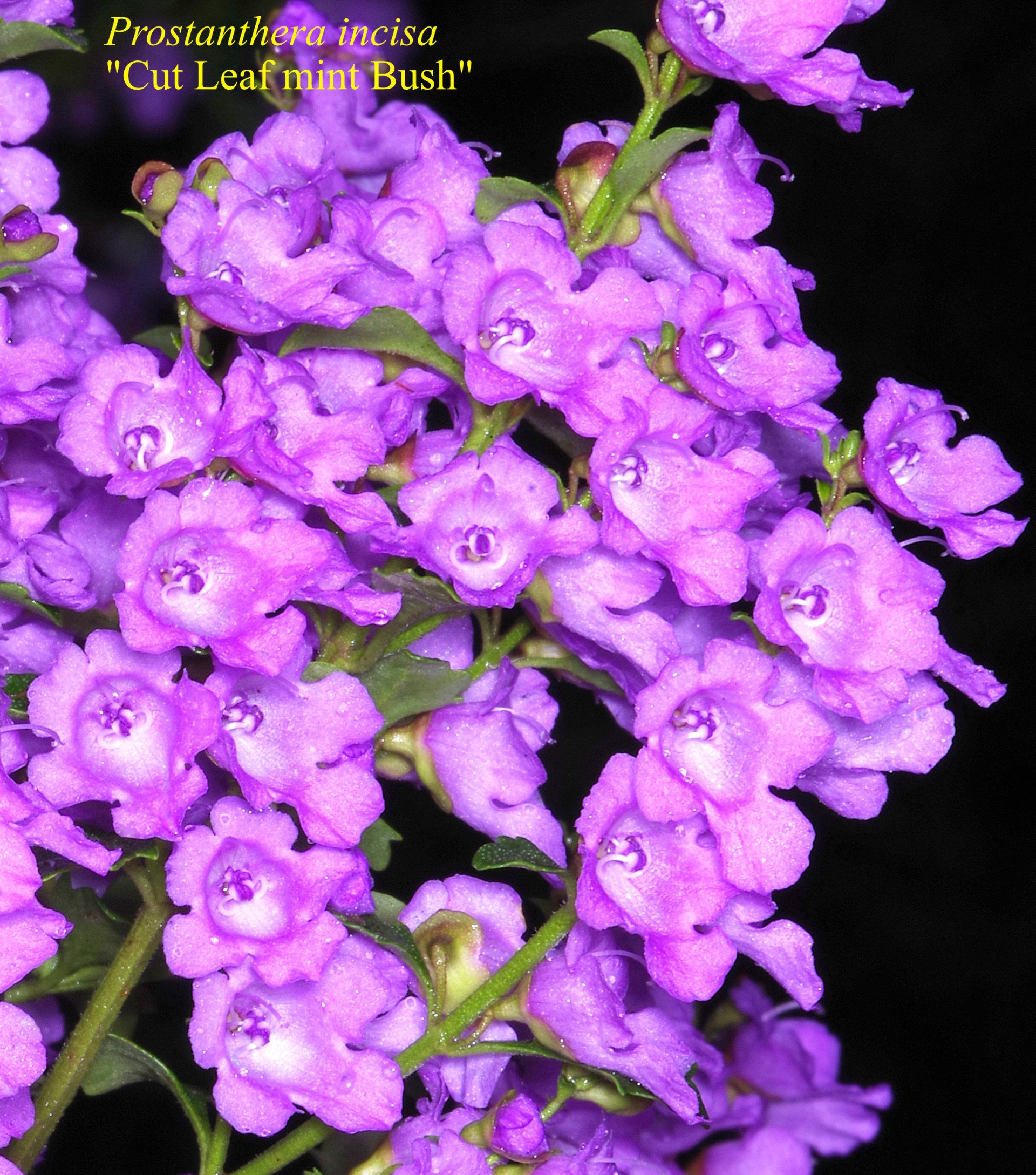 Hunter Region Botanic Gardens - Heatherbrae, NSW - Plants of the Hunter ...