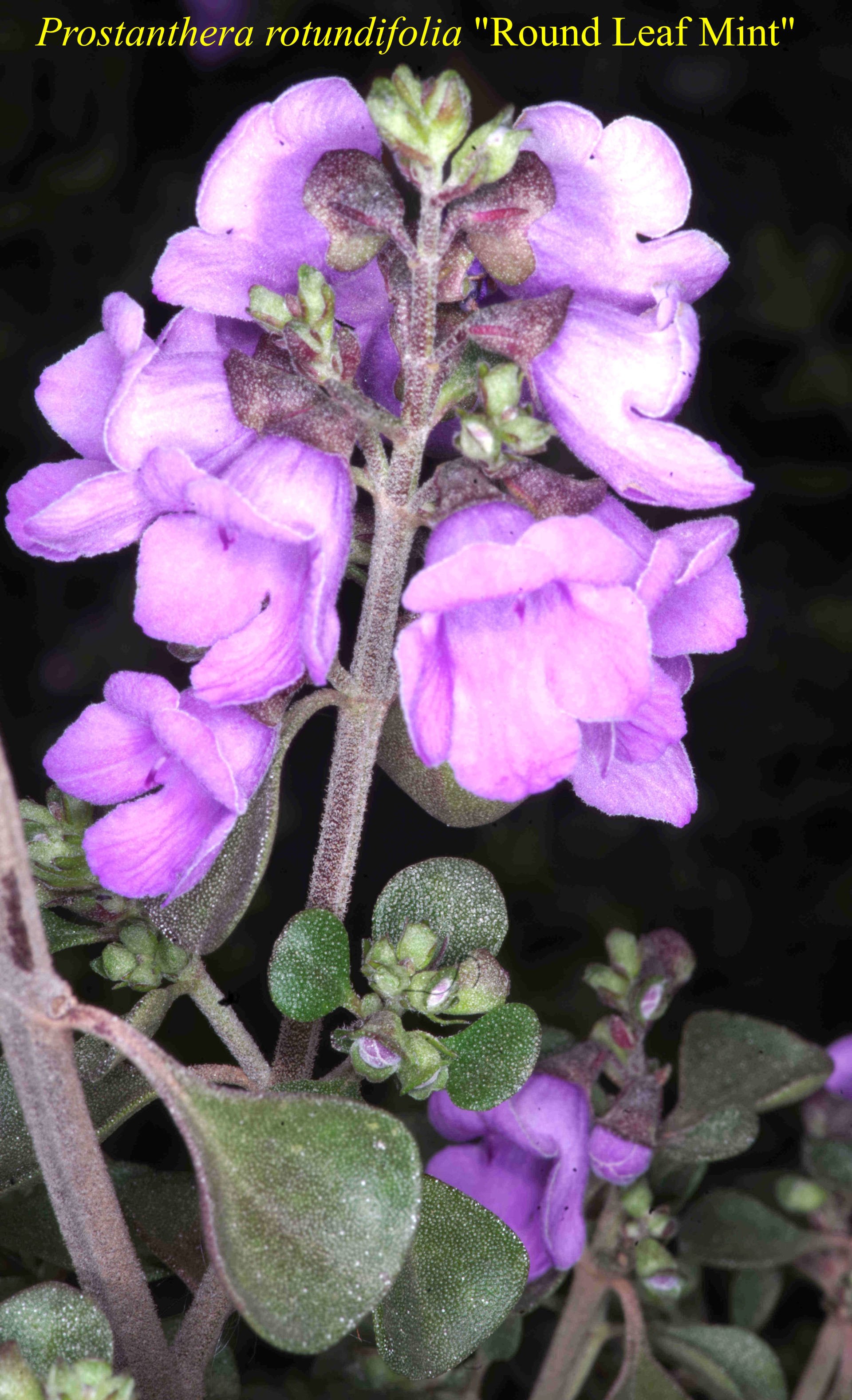 Hunter Region Botanic Gardens - Heatherbrae, NSW - Plants of the Hunter ...