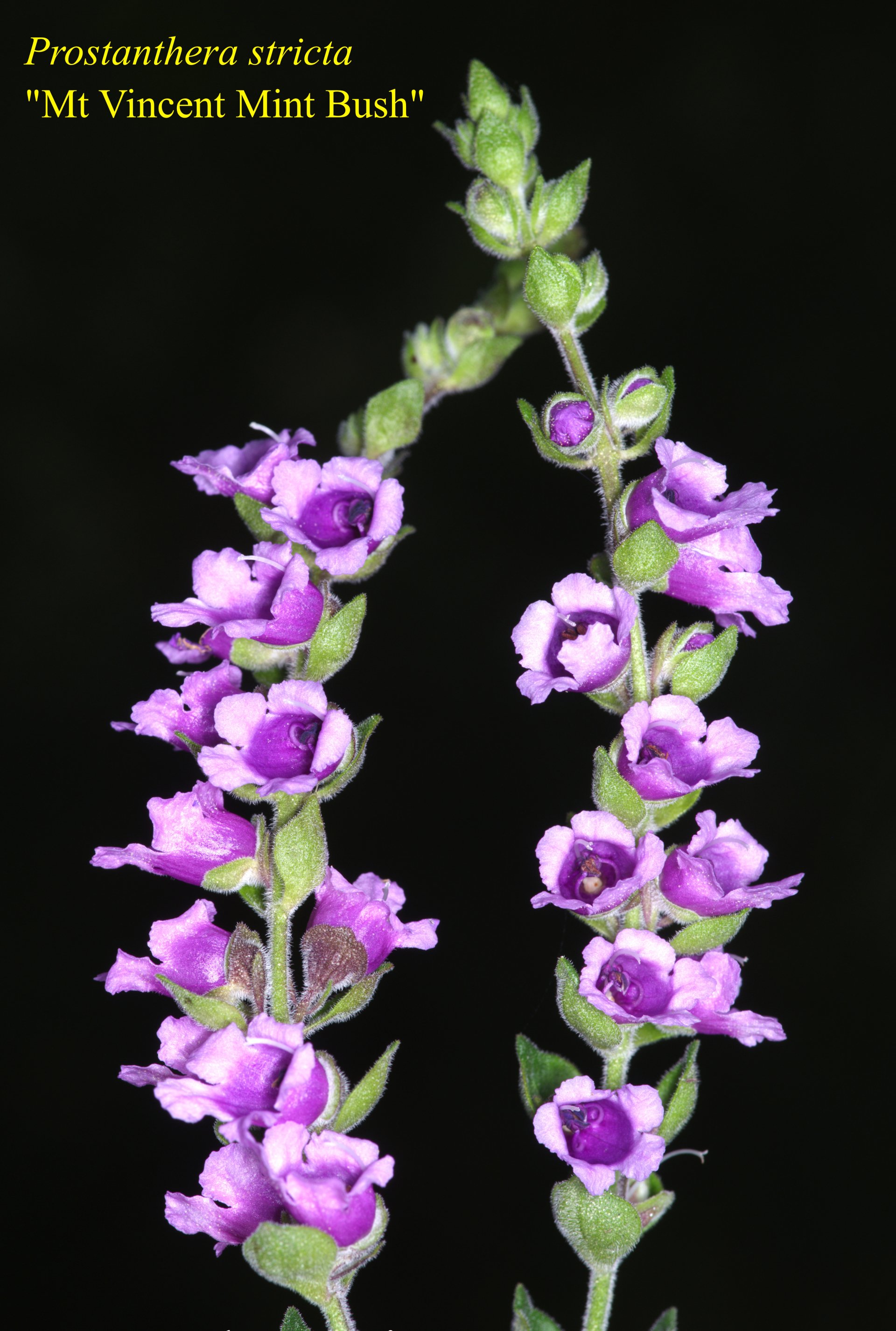 Hunter Region Botanic Gardens - Heatherbrae, NSW - Plants of the Hunter ...