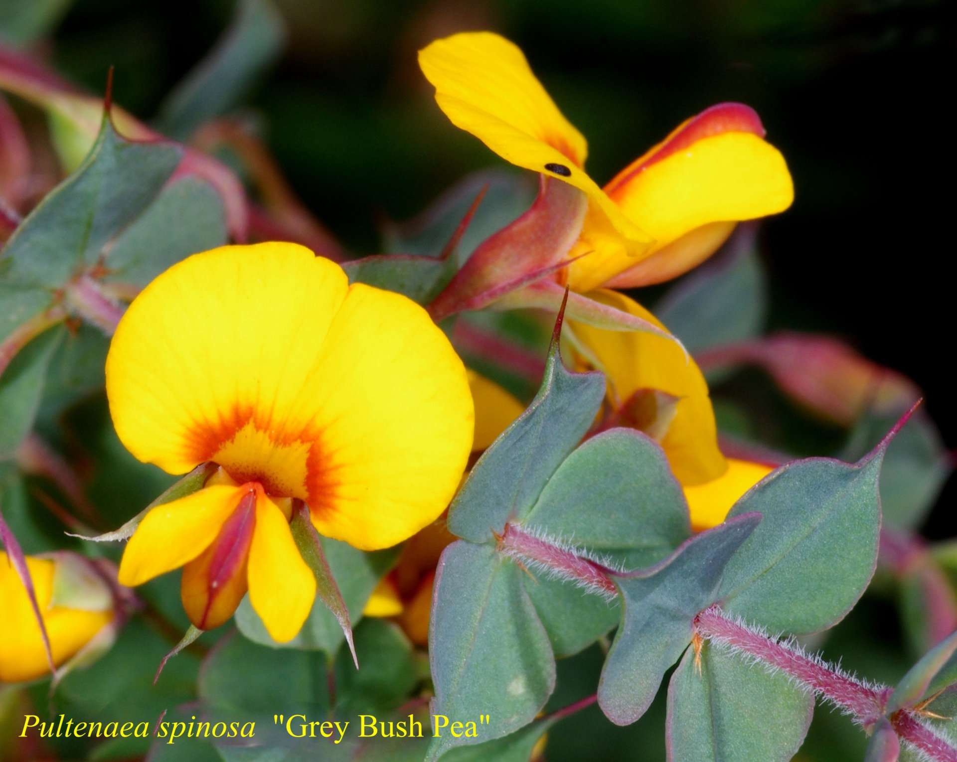 Hunter Region Botanic Gardens - Heatherbrae, NSW - Plants of the Hunter ...